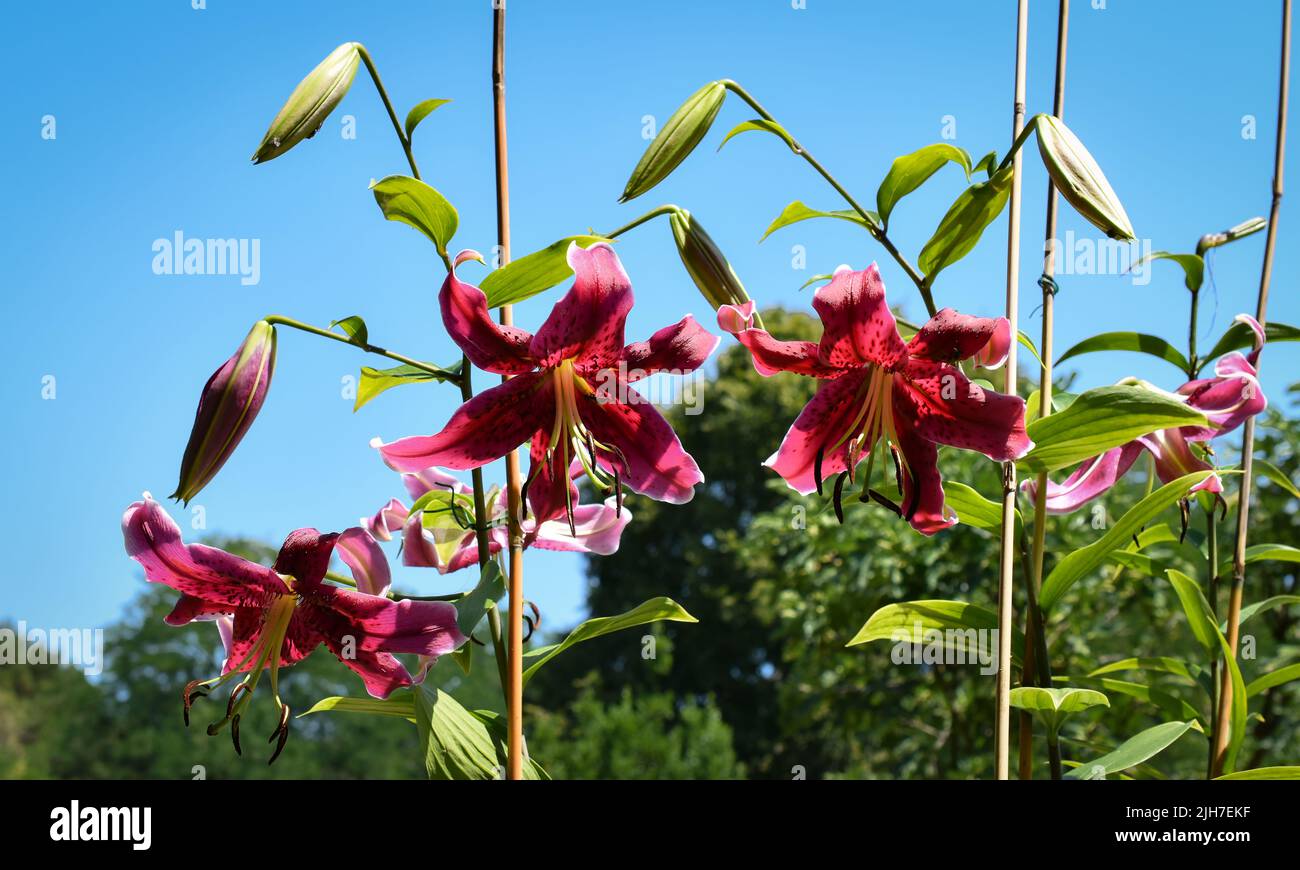 Lys rouge Miss Feya (jardin du ruisseau de l'église 2022 Stock Photo ...