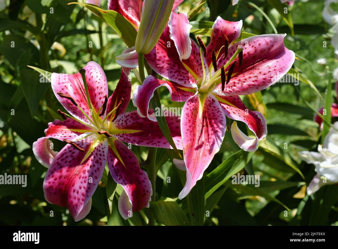 Grand lys rose moucheté (jardin du ruisseau de l'église 2022 Stock ...