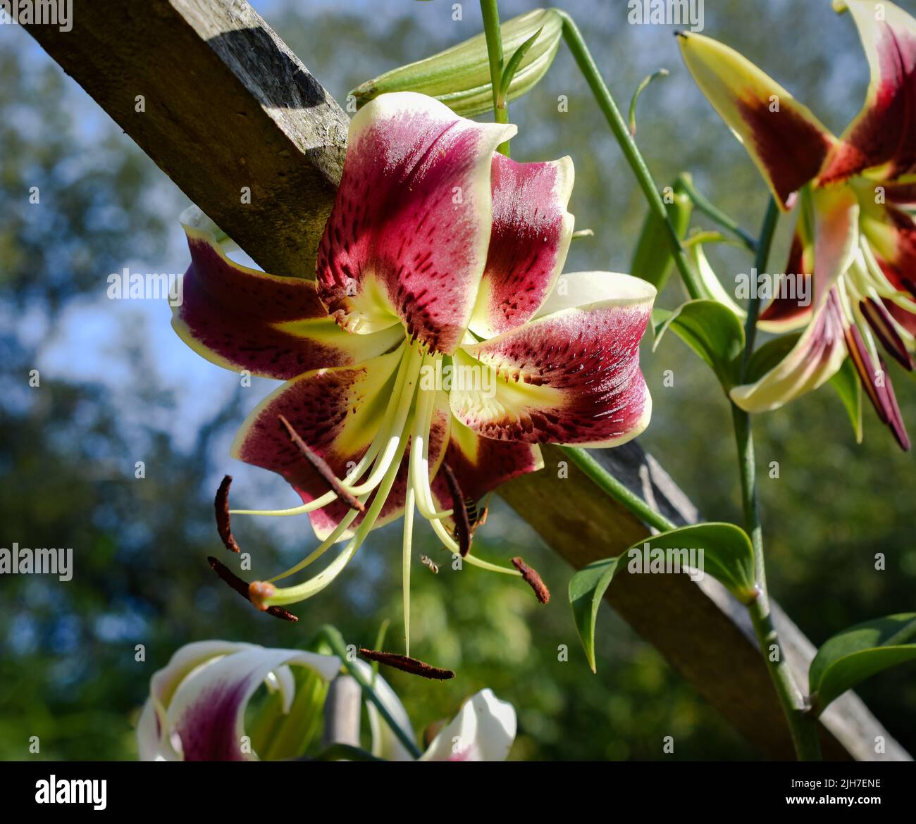 Fleur de lys fleur de lis fleurs de lis hi-res stock photography and ...