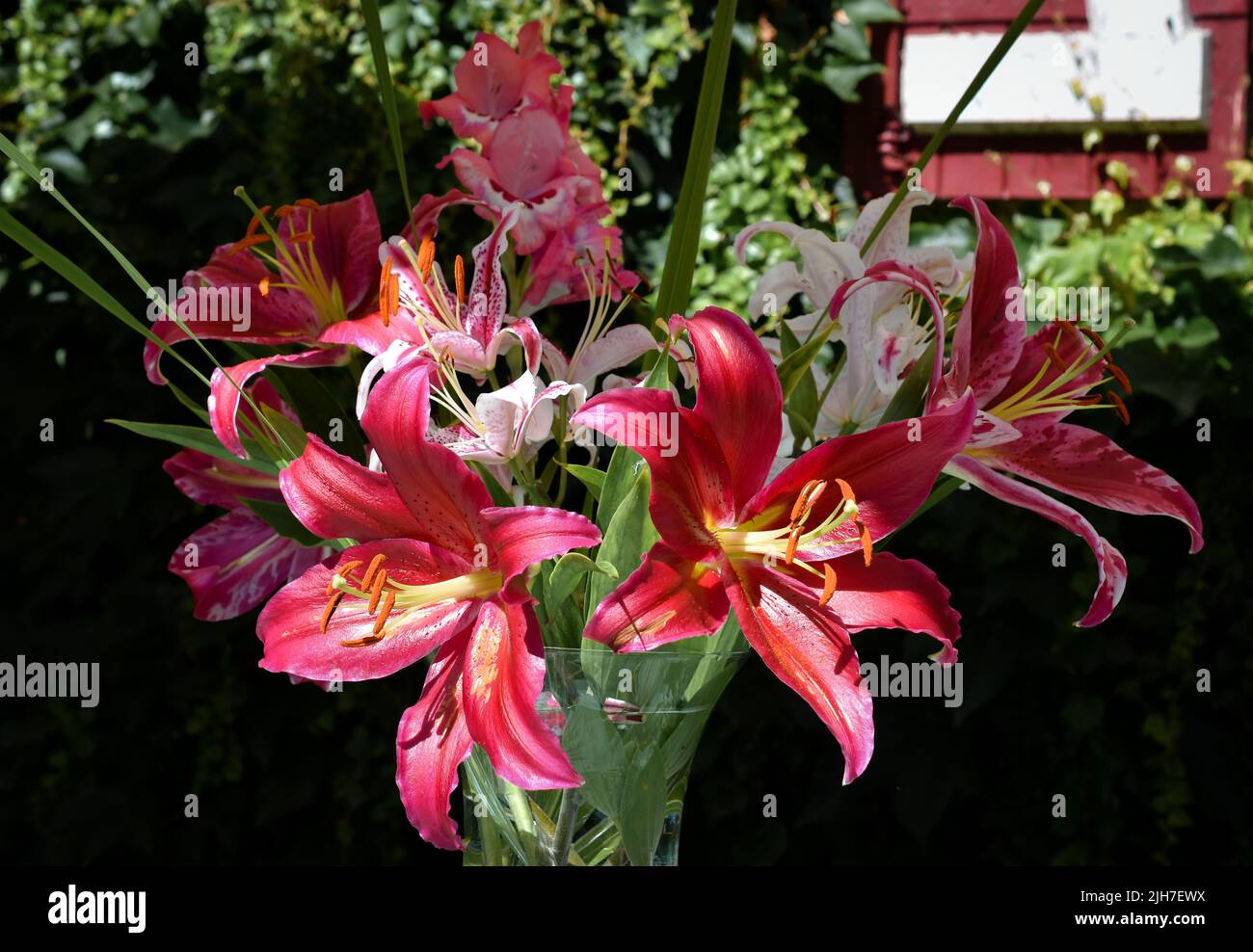Bouquet de lys rouge Montezuma, Dizzy et glaïeuls (jardin du ruisseau ...