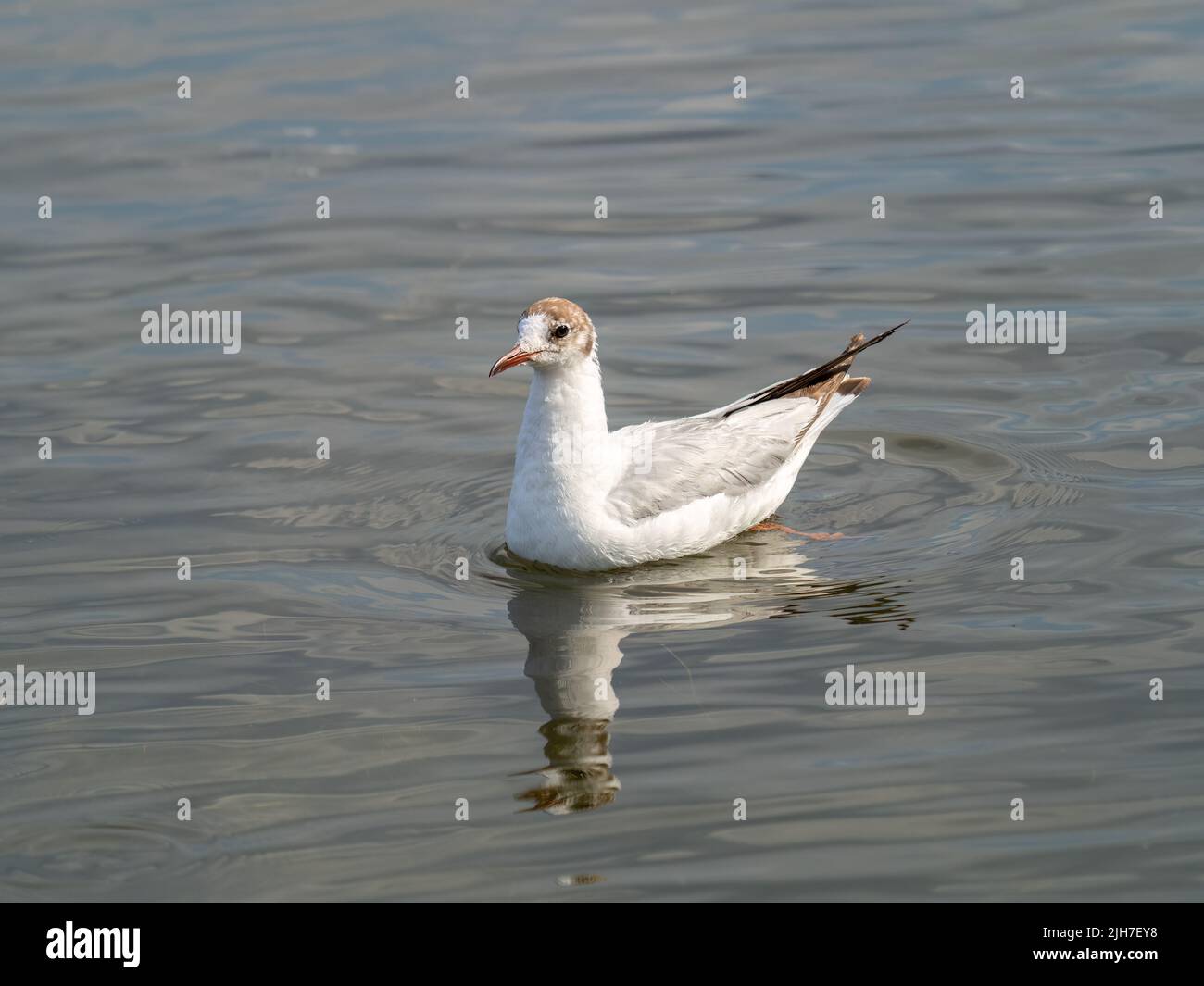 Black-headed gull swimming in a lake. The black-headed gull, lat. Chroicocephalus ridibundus is ...