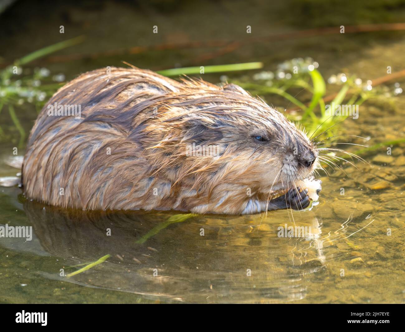 Wild animal Muskrat, Ondatra zibethicuseats, eats on the river bank. Muskrat, Ondatra zibethicus ...