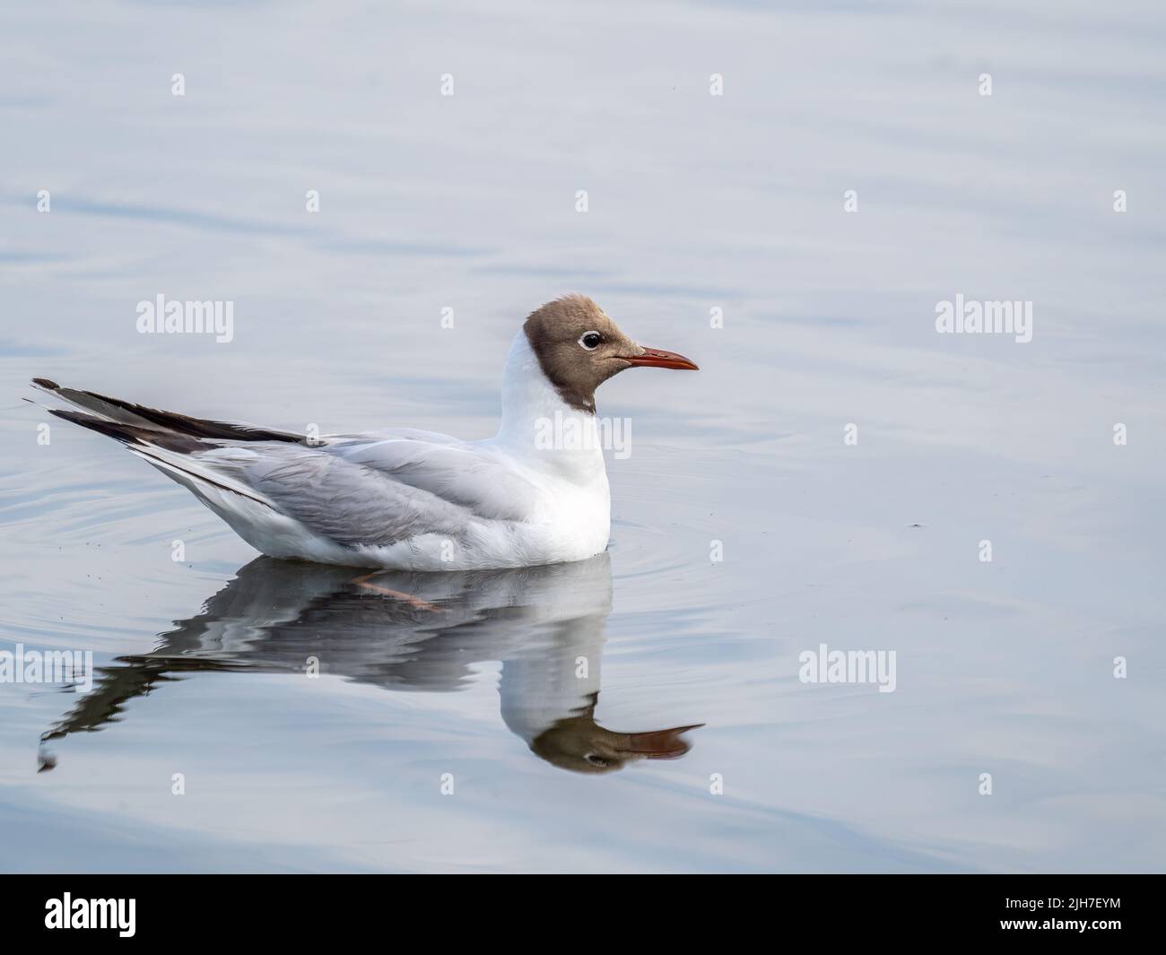 Black-headed gull swimming in a lake. The black-headed gull, lat ...