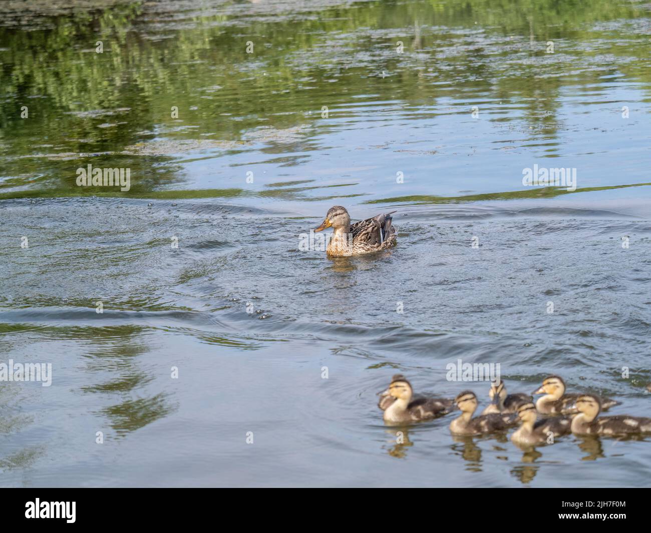 A family of ducks, a duck and its little ducklings are swimming in the water. The duck takes ...