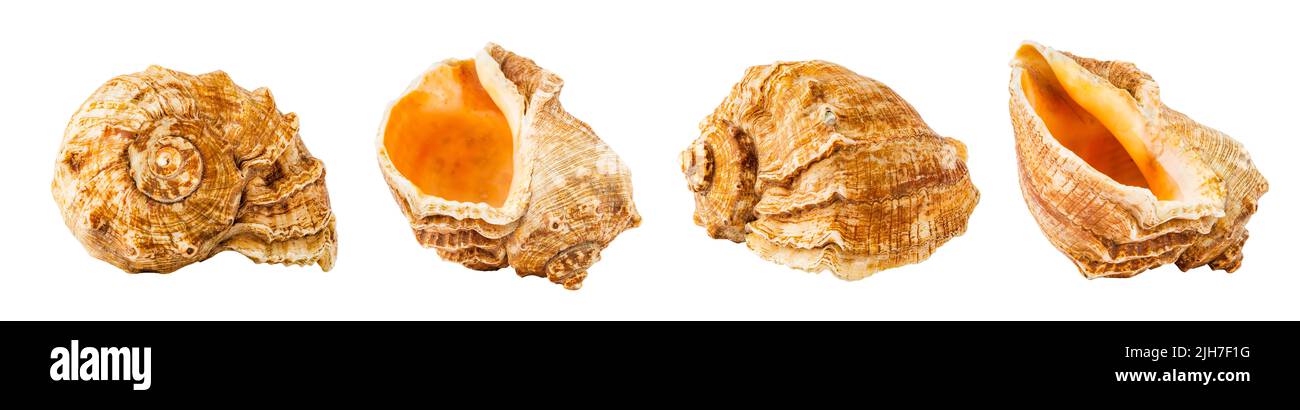 Conch sea shell from four different angles isolated on white background ...