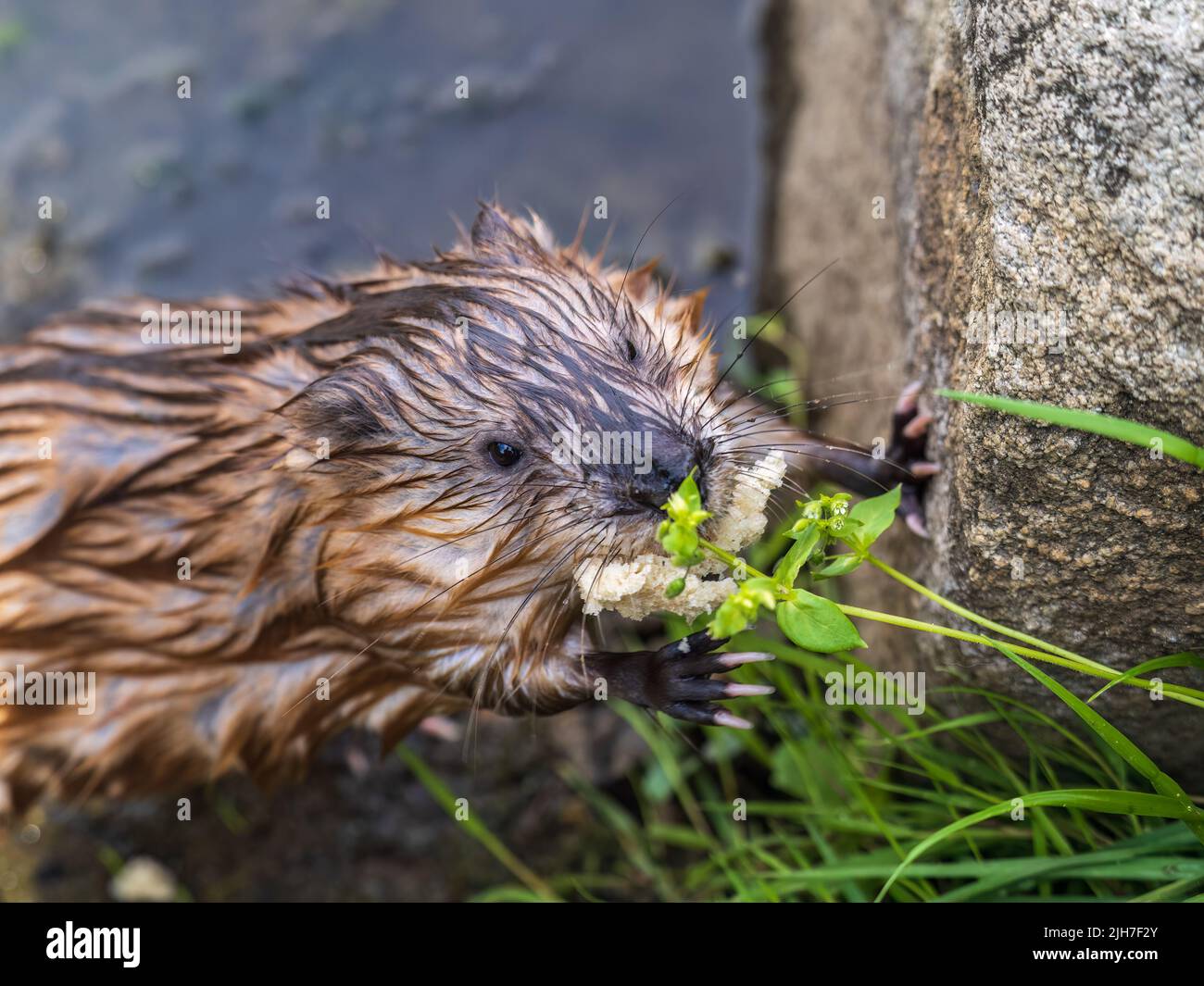 Wild animal Muskrat, Ondatra zibethicuseats, eats on the river bank. Muskrat, Ondatra zibethicus ...