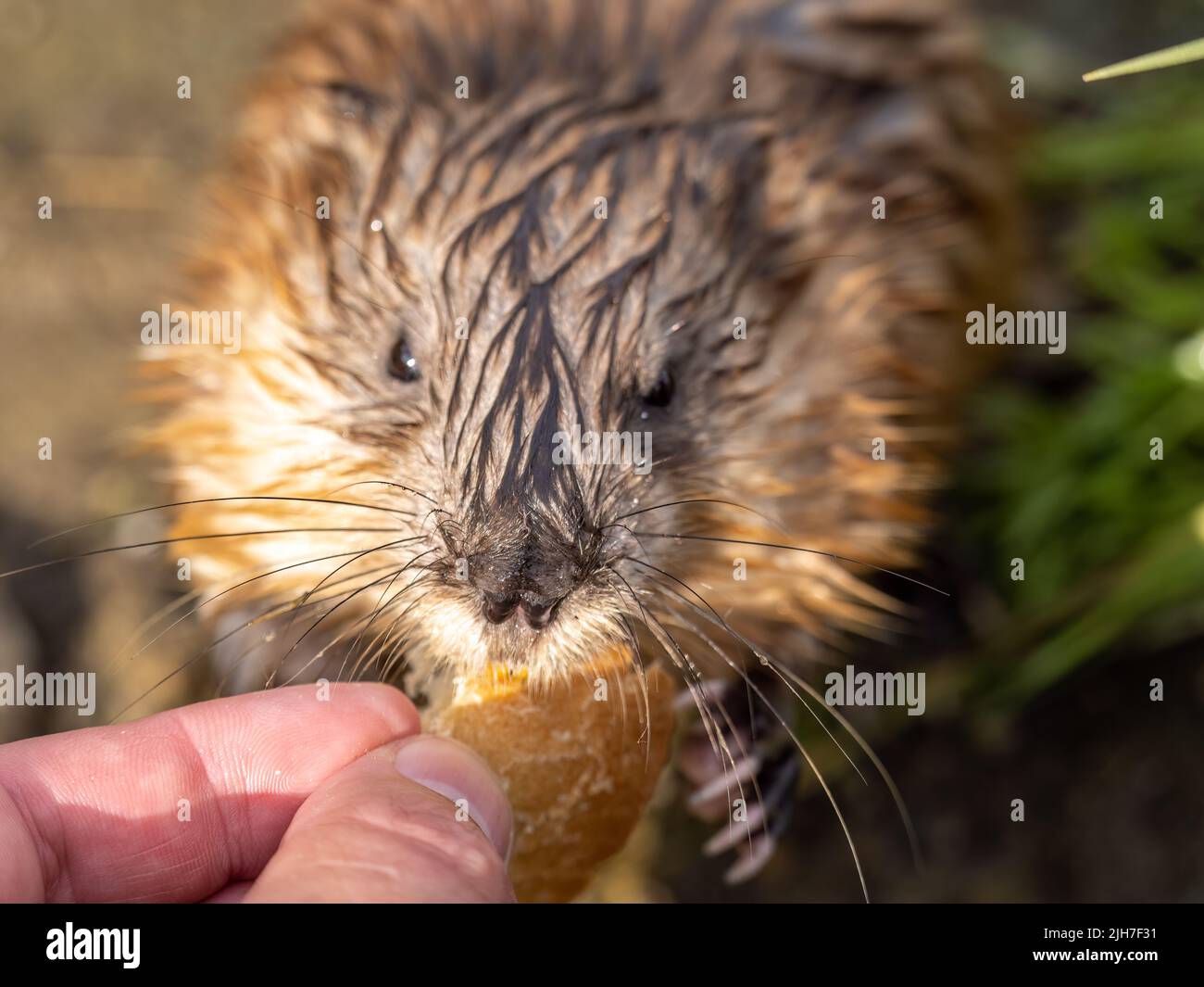 Muskrat eats bread from human hand. Human hand is feeding Muskrat ...