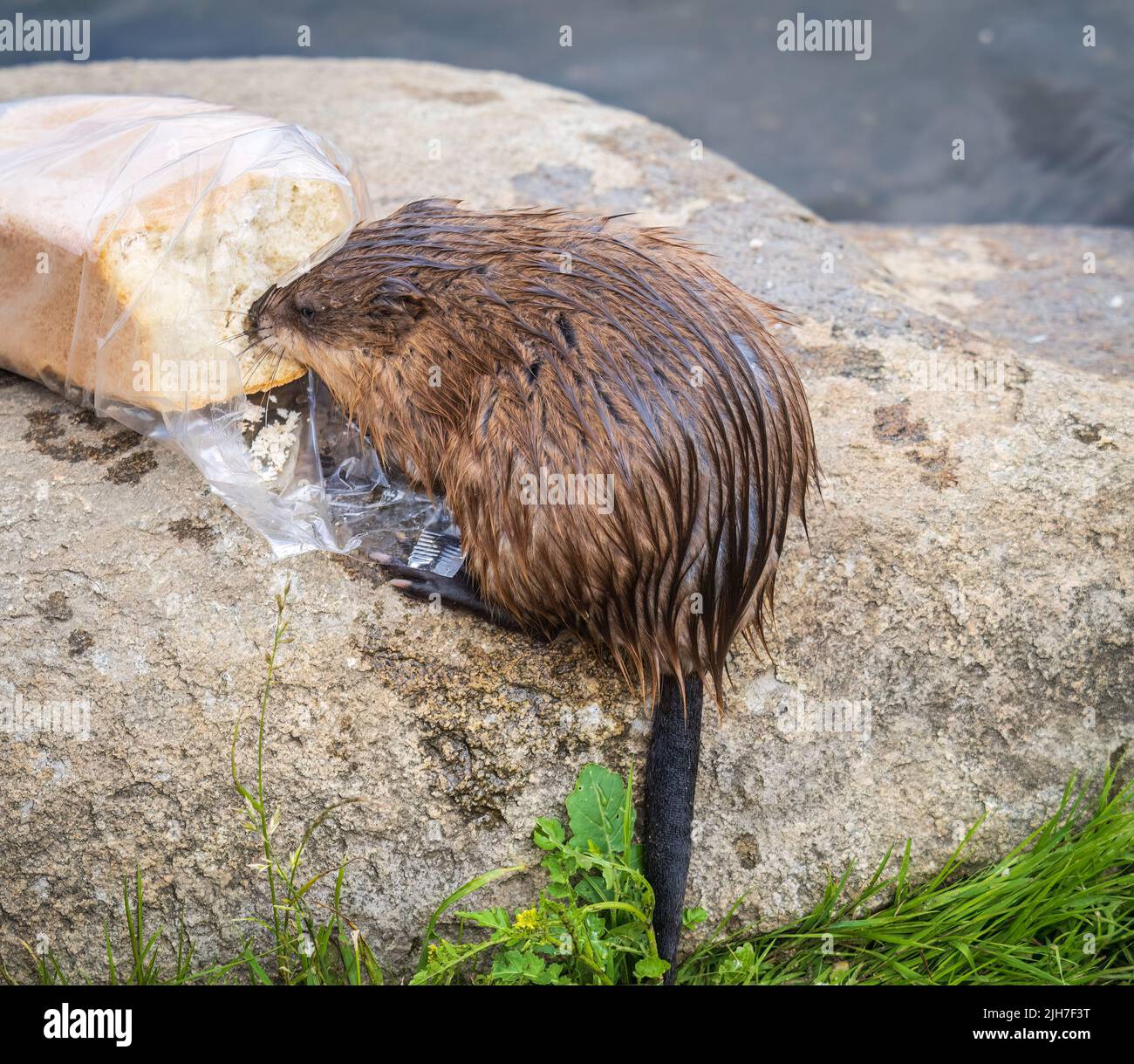 Wild animal Muskrat, Ondatra zibethicuseats, eats on the river bank ...