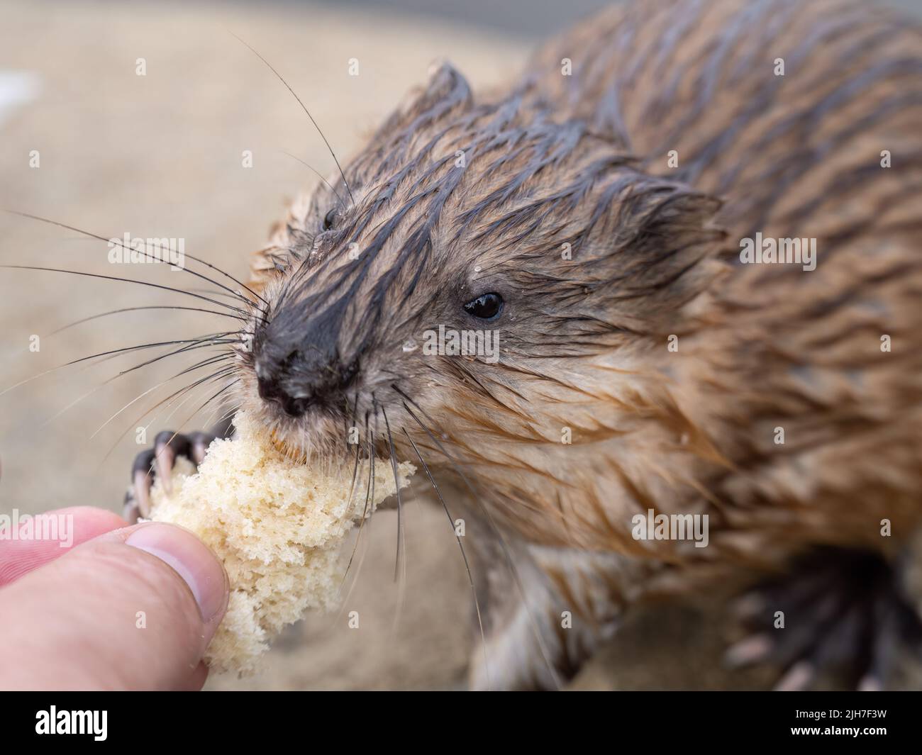 Wild animal Muskrat, Ondatra zibethicuseats, eats on the river bank. Muskrat, Ondatra zibethicus ...