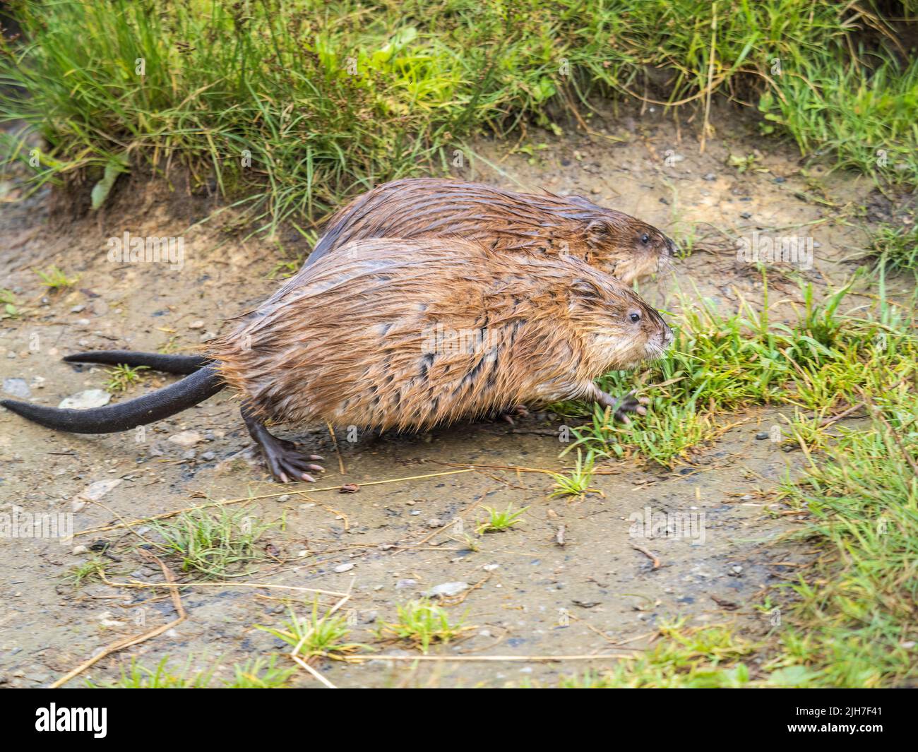 Two Wild animals, Muskrat, Ondatra zibethicuseats, eats on the river ...