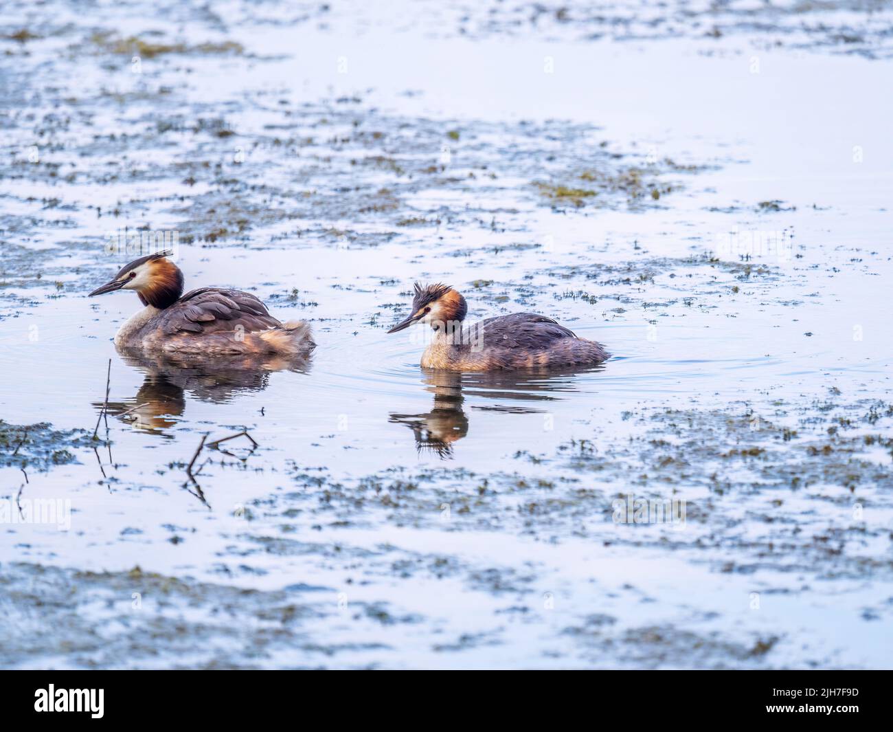 Two waterfowl birds Great Crested Grebes swim in the lake. The great ...