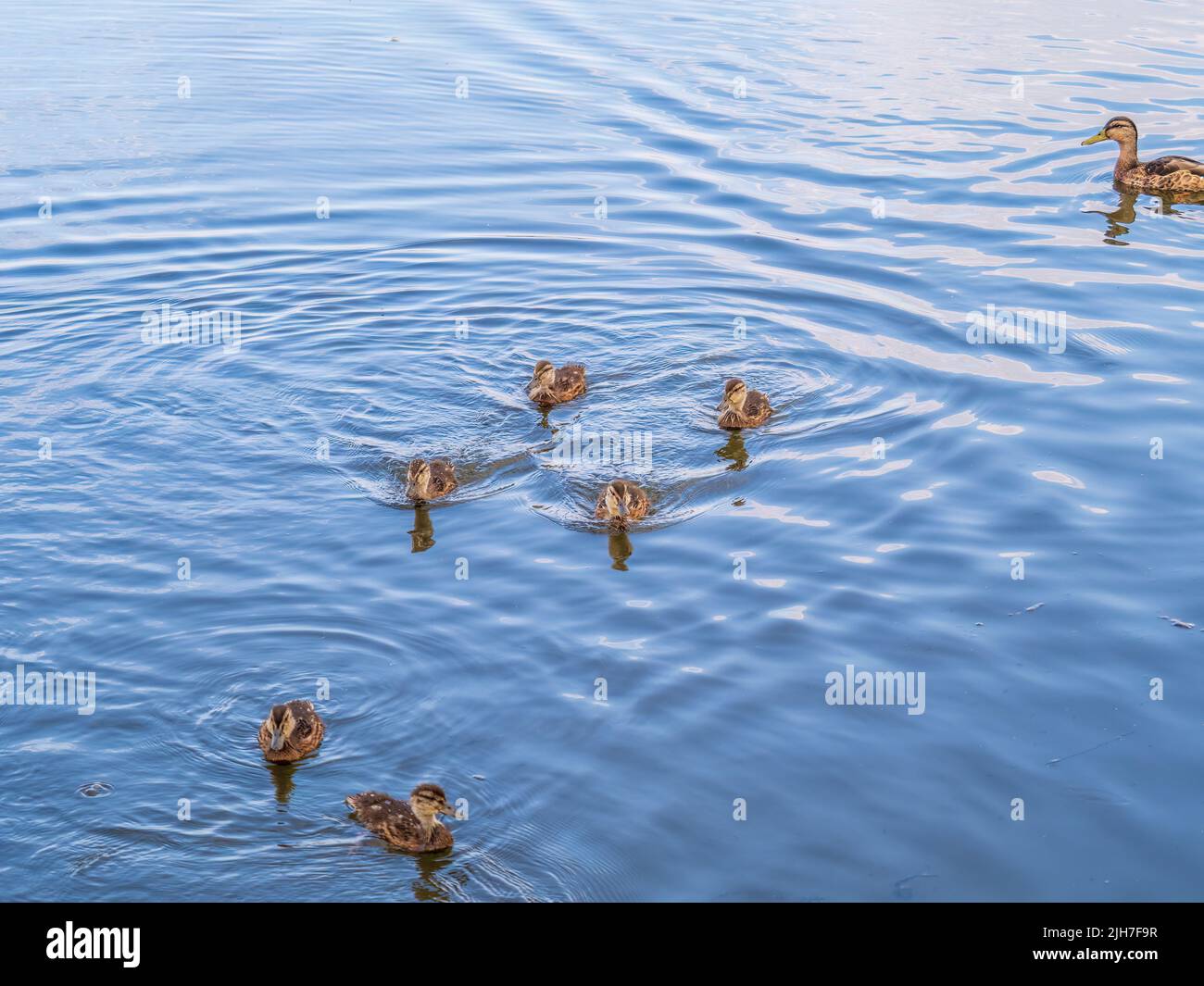 A family of ducks, a duck and its little ducklings are swimming in the ...