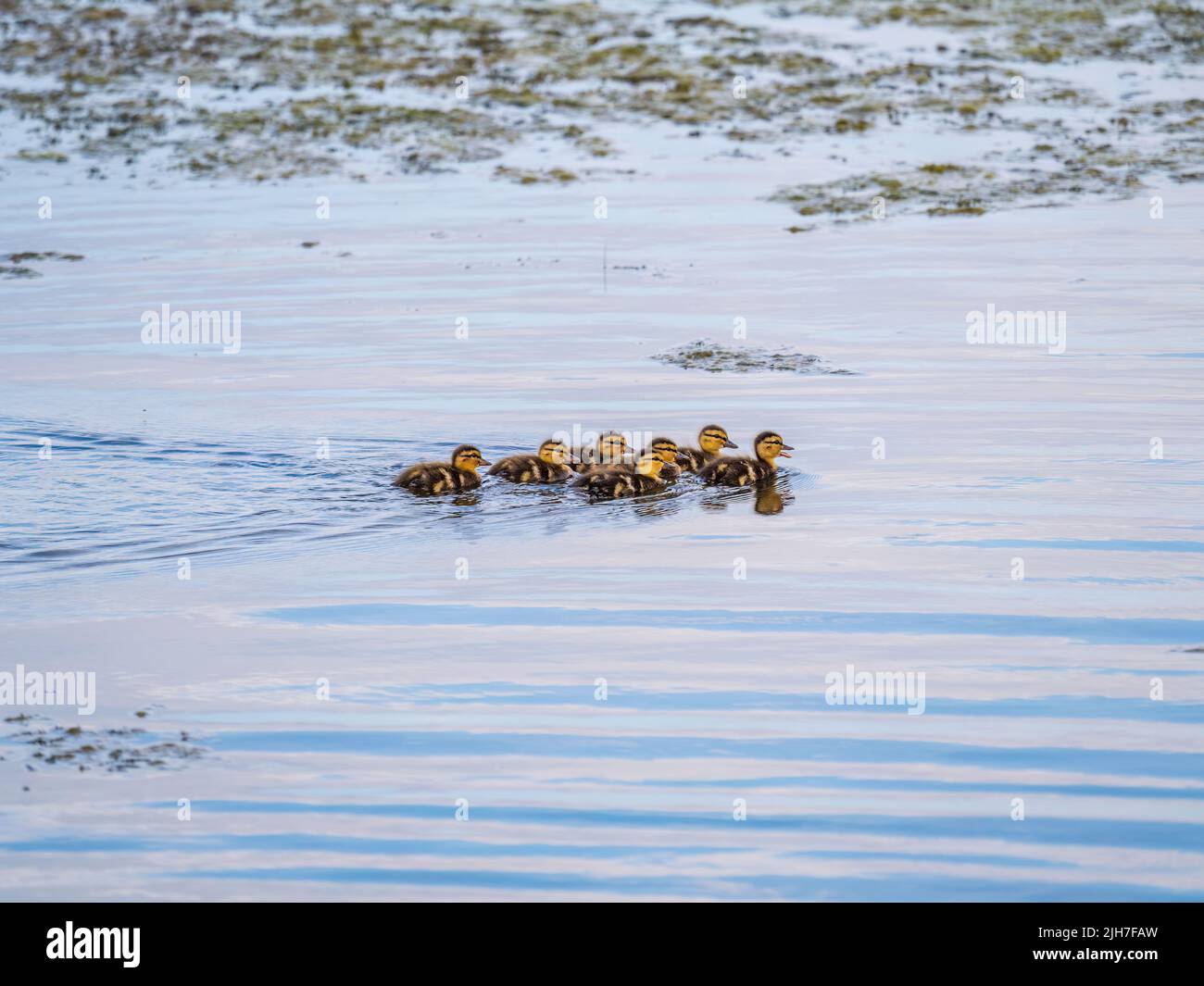 Cute little duckling swimming alone in a lake or river with calm water. Agriculture, Farming ...