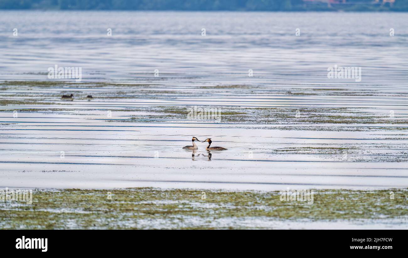 Two waterfowl birds Great Crested Grebes swim in the lake. The great ...
