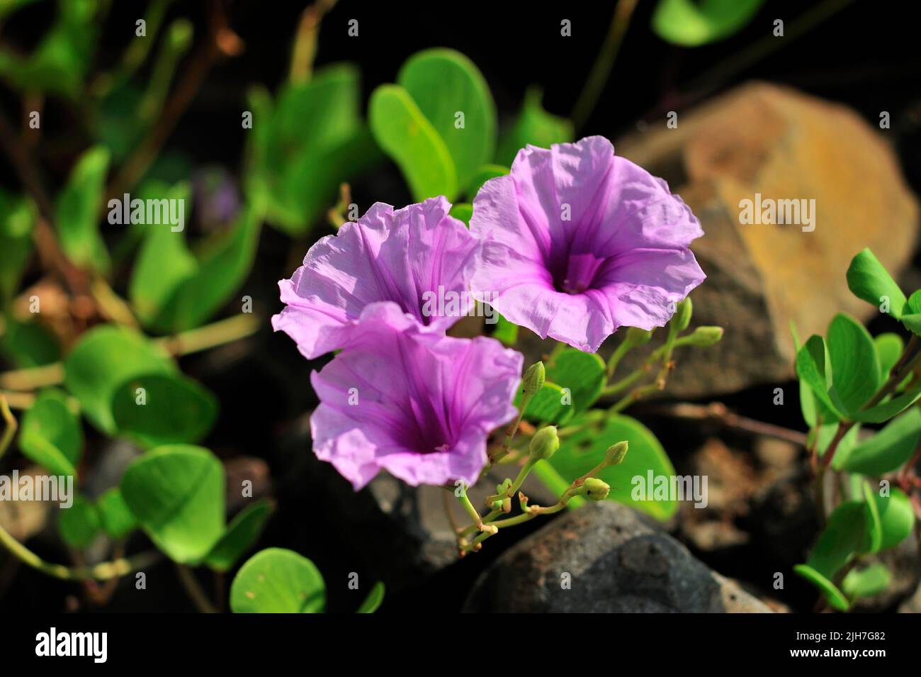 State flower of maharashtra hi-res stock photography and images - Alamy