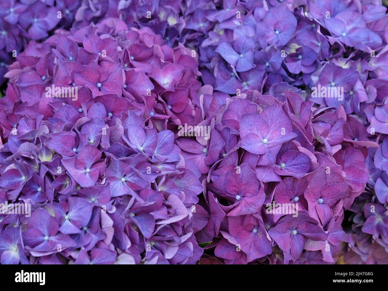 Purple hydrangea close up hi-res stock photography and images - Alamy
