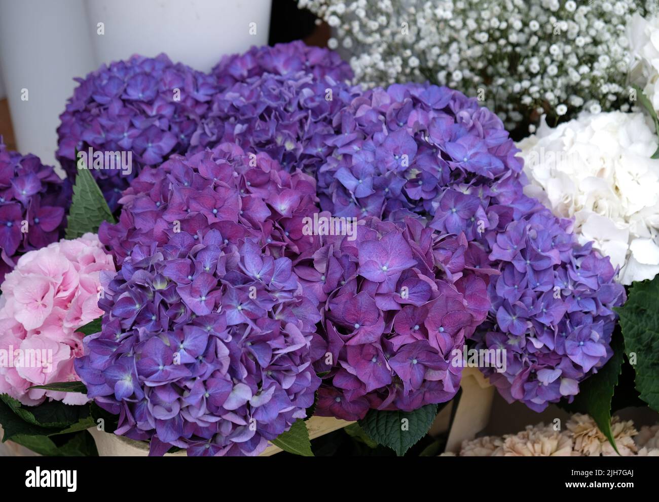 Hydrangea close up hi-res stock photography and images - Alamy