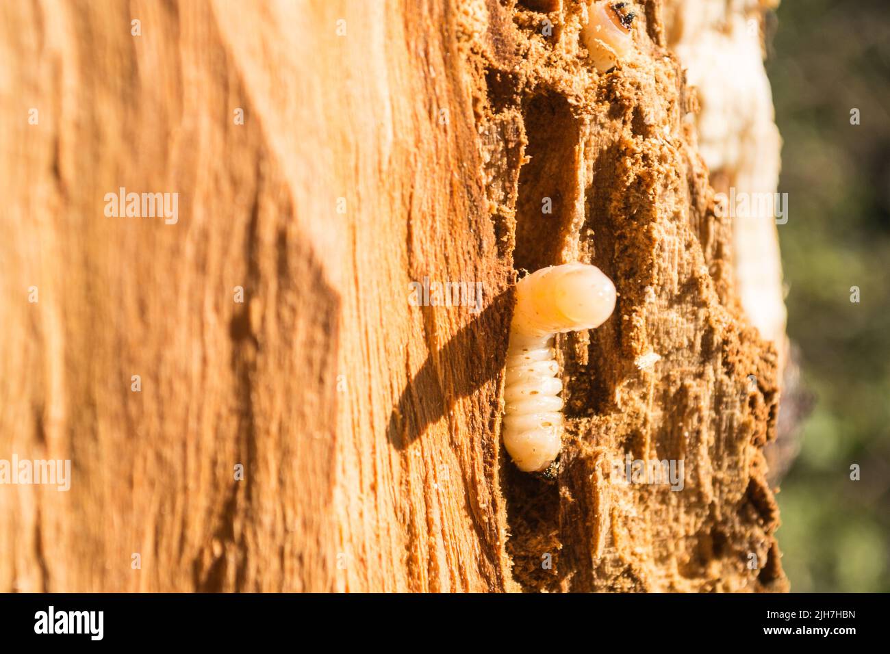 June beetle larva in trees, close up Stock Photo - Alamy