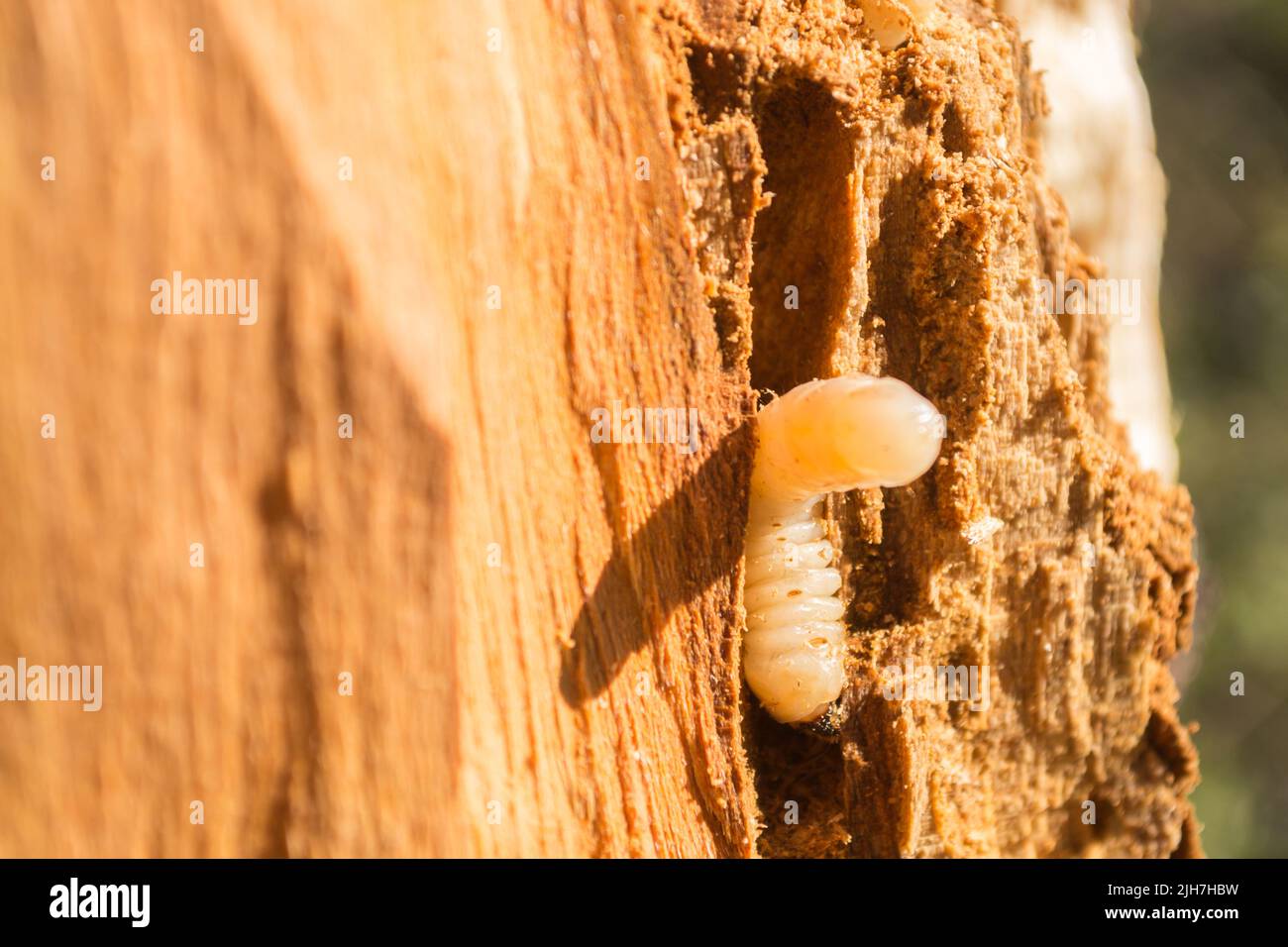June beetle larva in trees, close up Stock Photo - Alamy