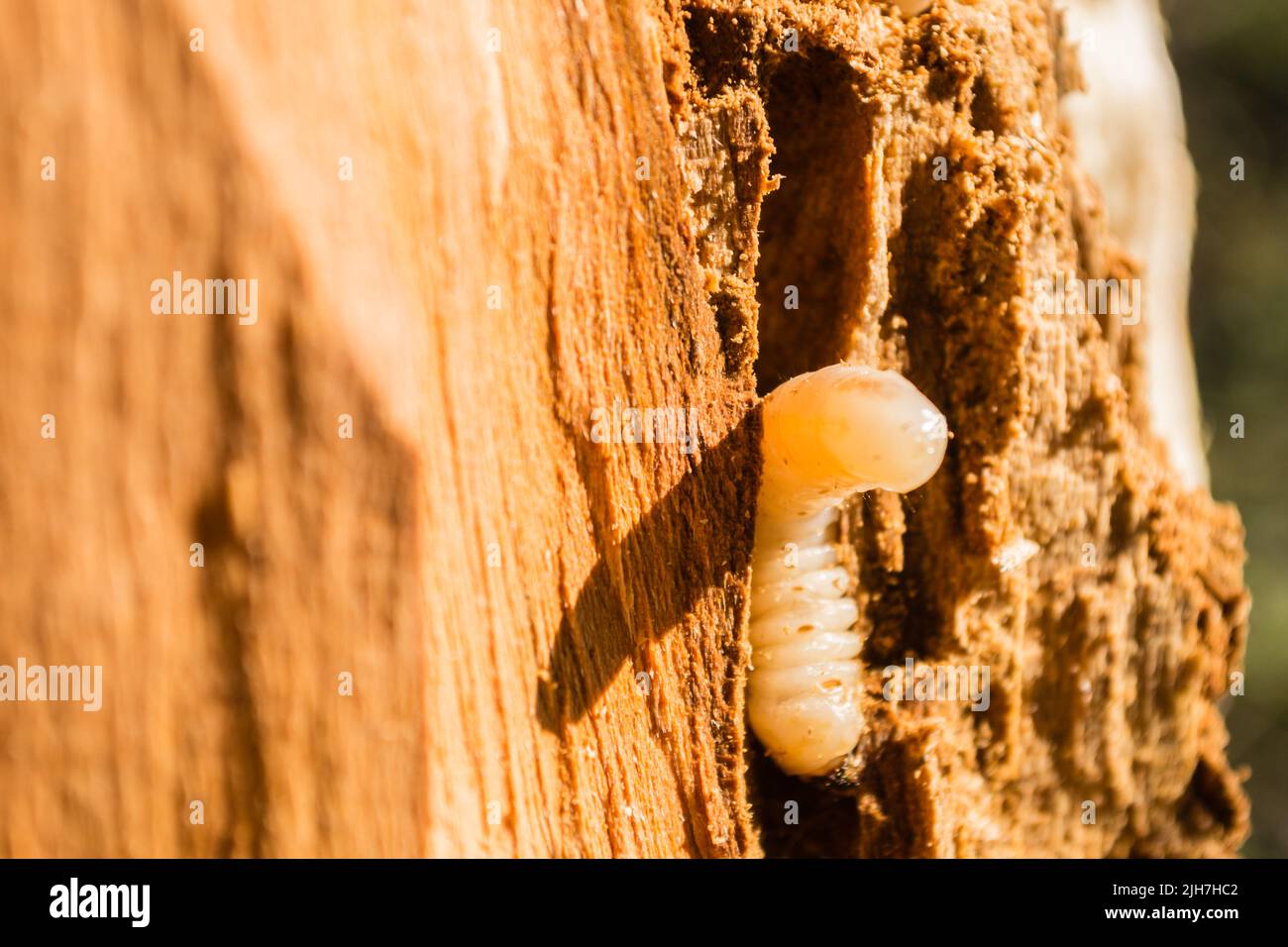 June beetle larva in trees, close up Stock Photo - Alamy