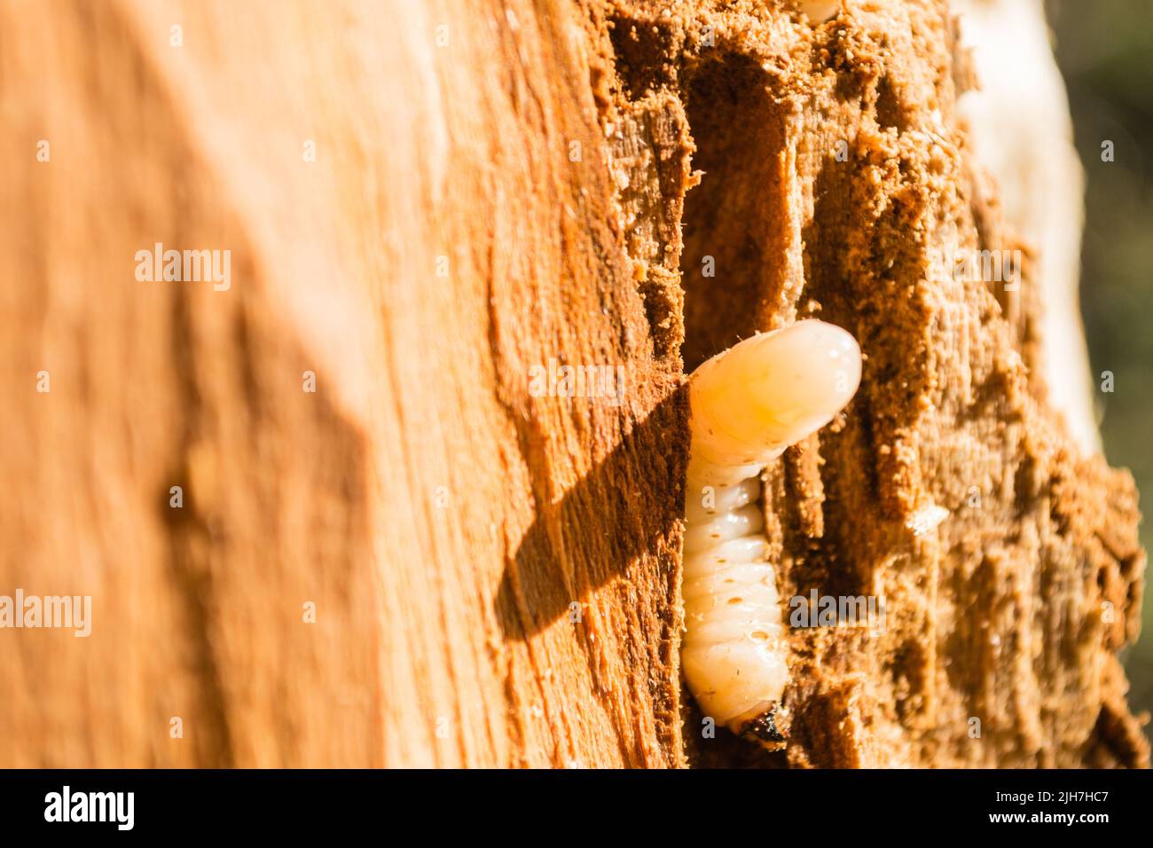 June beetle larva in trees, close up Stock Photo - Alamy