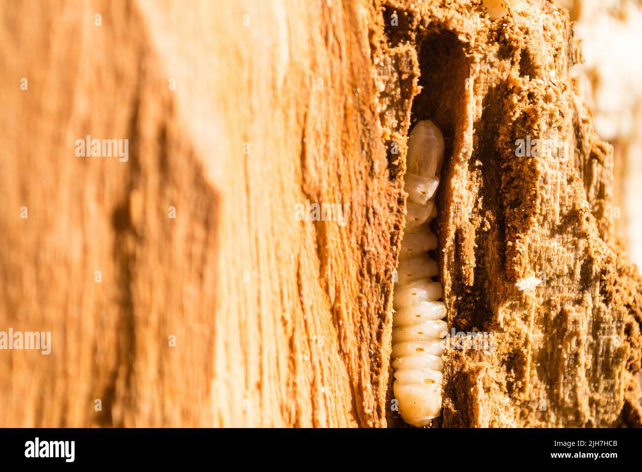 June beetle larva in trees, close up Stock Photo - Alamy
