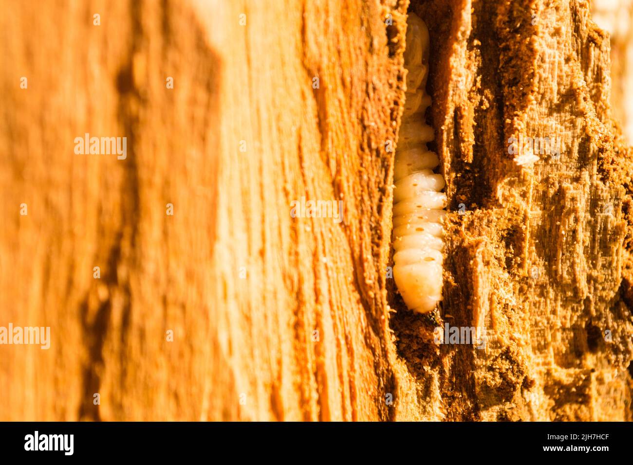 June beetle larva in trees, close up Stock Photo - Alamy
