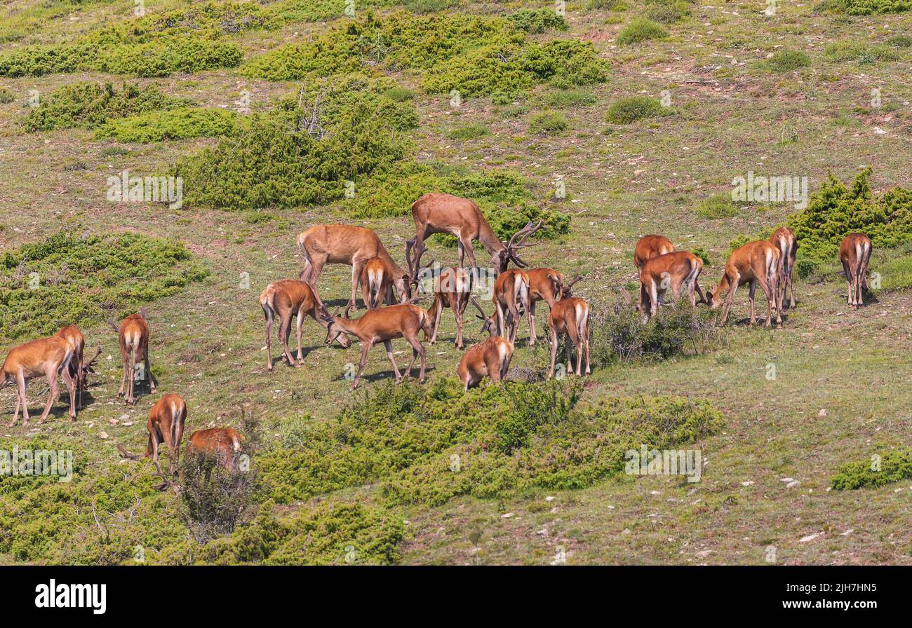 Grazing deer on the slope of the green mountains Stock Photo - Alamy