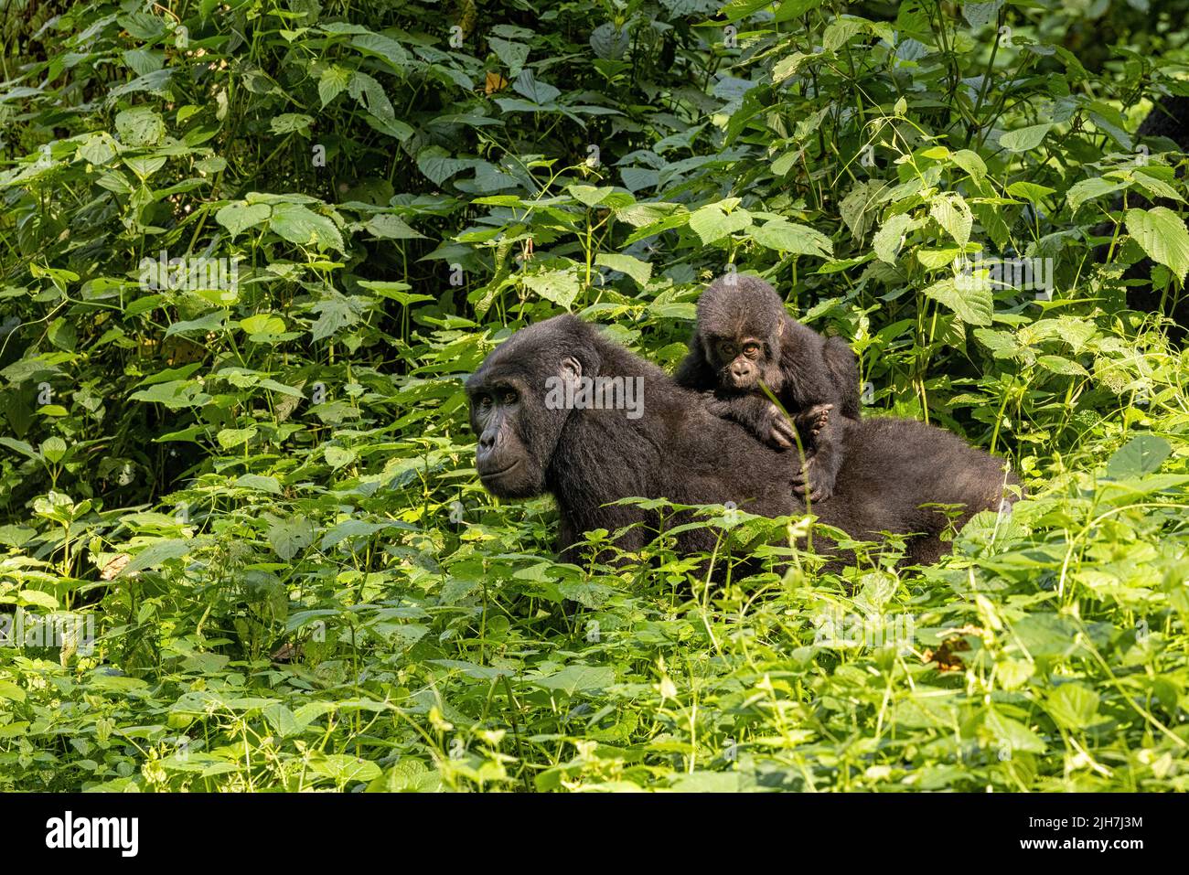 Adult female gorilla with baby, Gorilla beringei beringei, in the lush ...