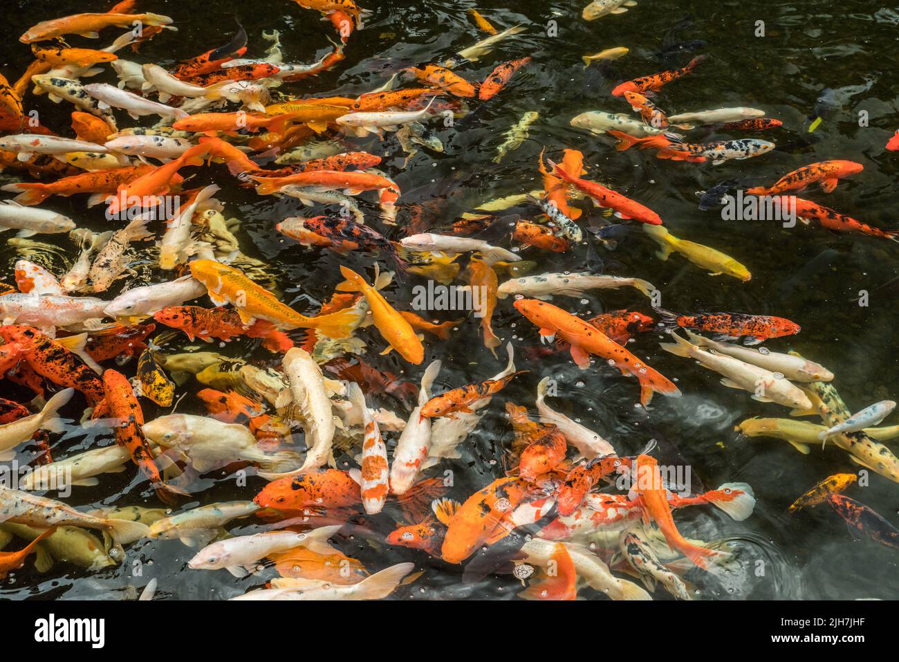 Asian carps hi-res stock photography and images - Alamy
