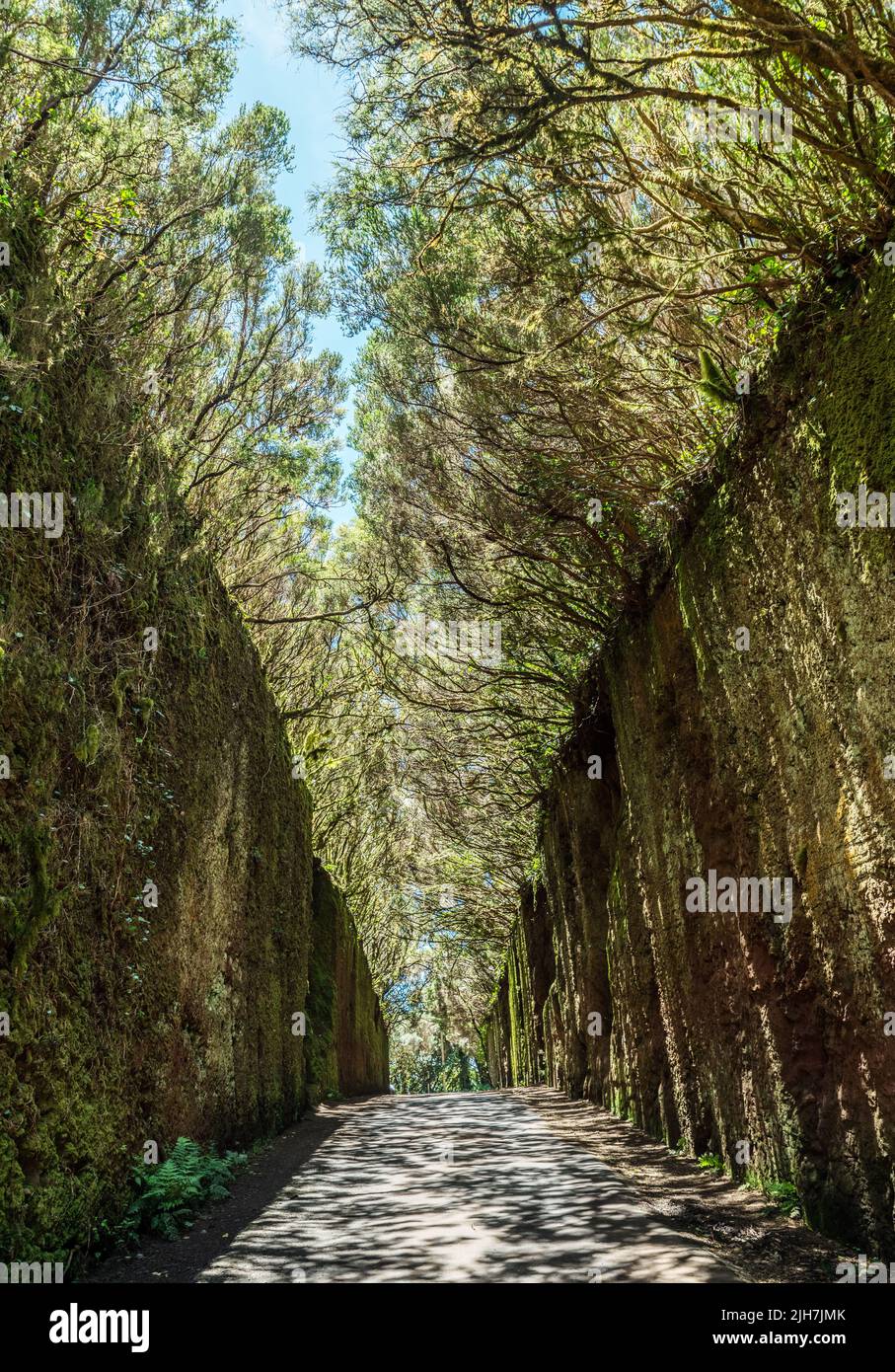Unusual tree branches form arche over narrow passage between rocks in ...
