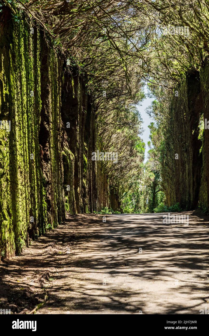 Unusual tree branches form arche over narrow passage between rocks in ...