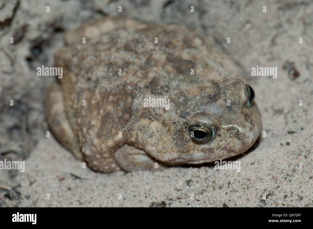 Tambacounda hi-res stock photography and images - Alamy