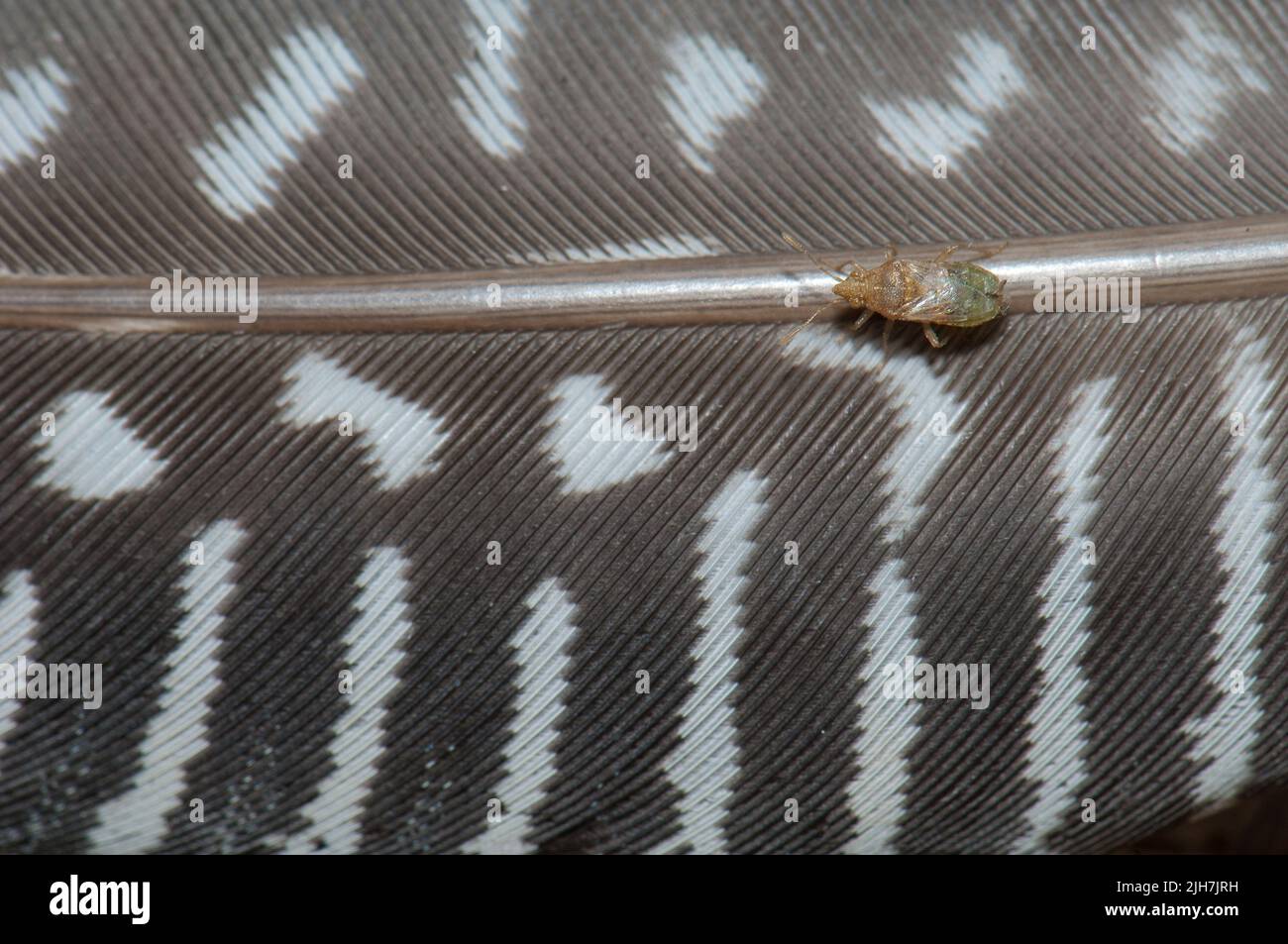 Hemiptera on a feather of West African guineafowl Numida meleagris ...