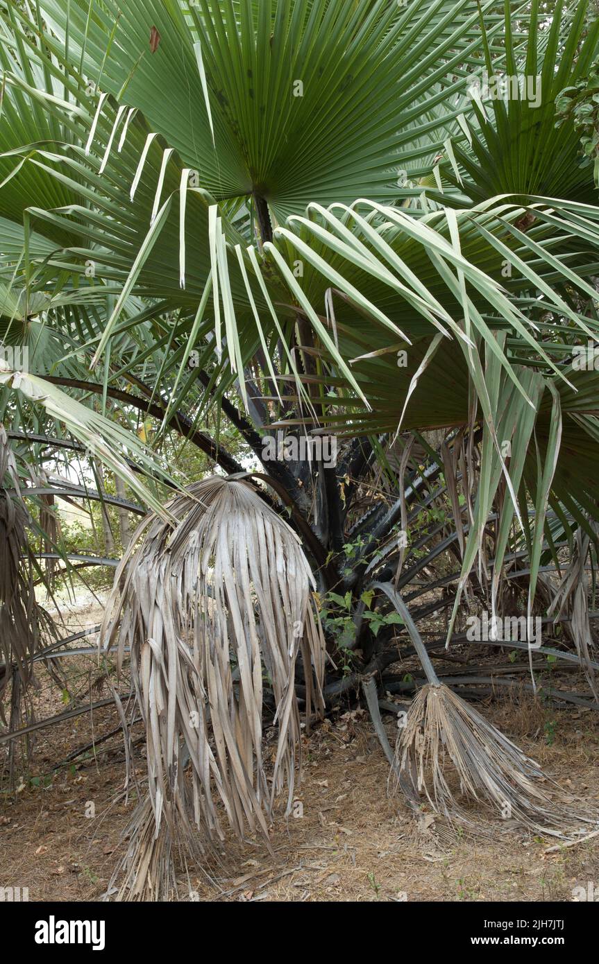Palm in the Niokolo Koba National Park. Tambacounda. Senegal Stock ...