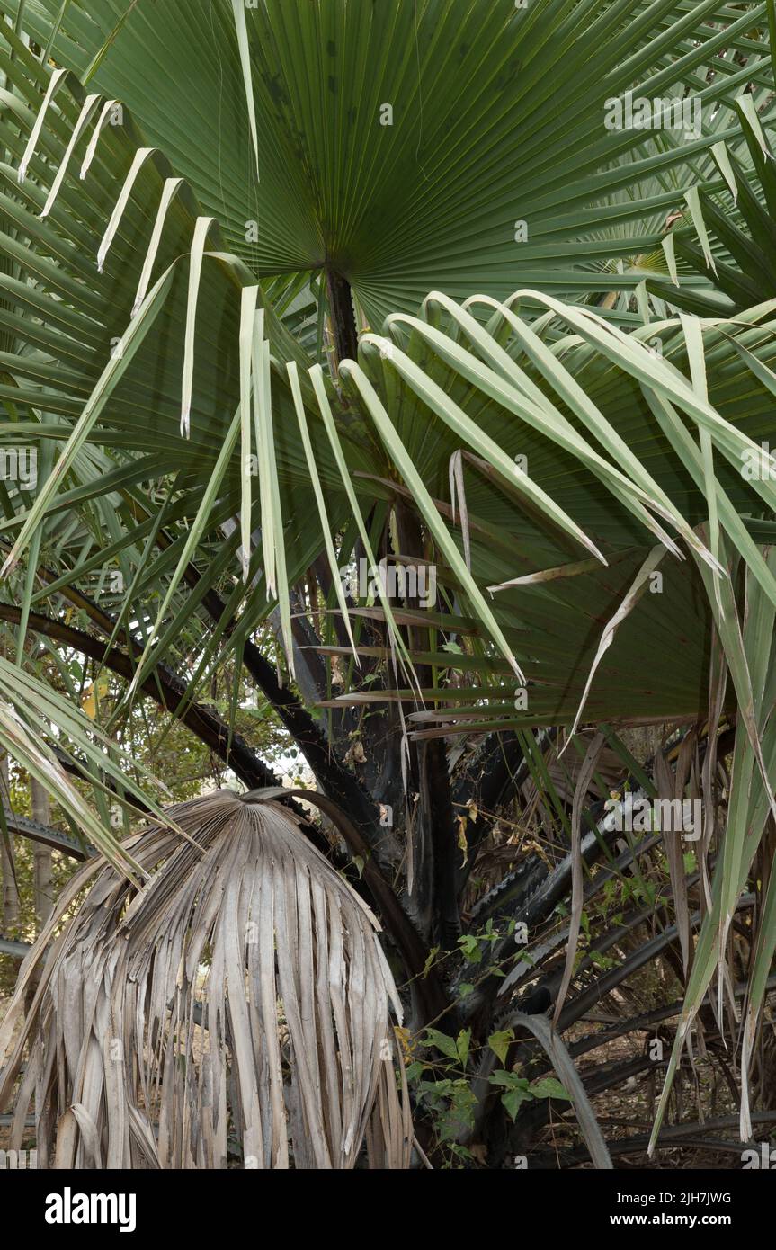 Palm in the Niokolo Koba National Park. Tambacounda. Senegal Stock ...