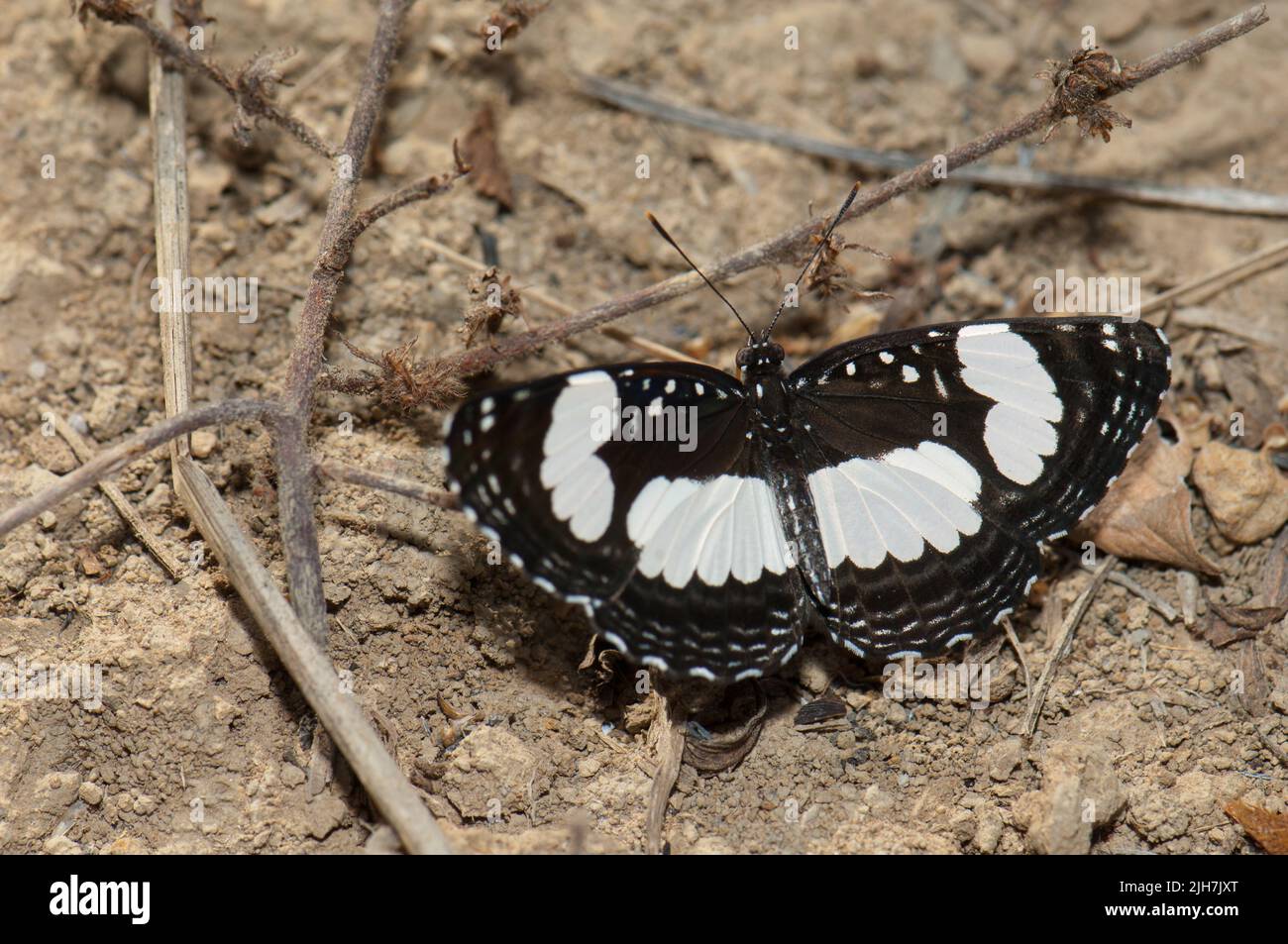 Sailer butterflies hi-res stock photography and images - Alamy