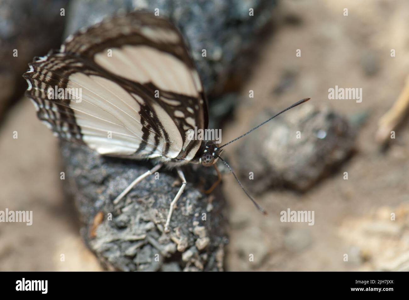 Sailer butterfly Neptis sp sucking salts from an animal excrement ...