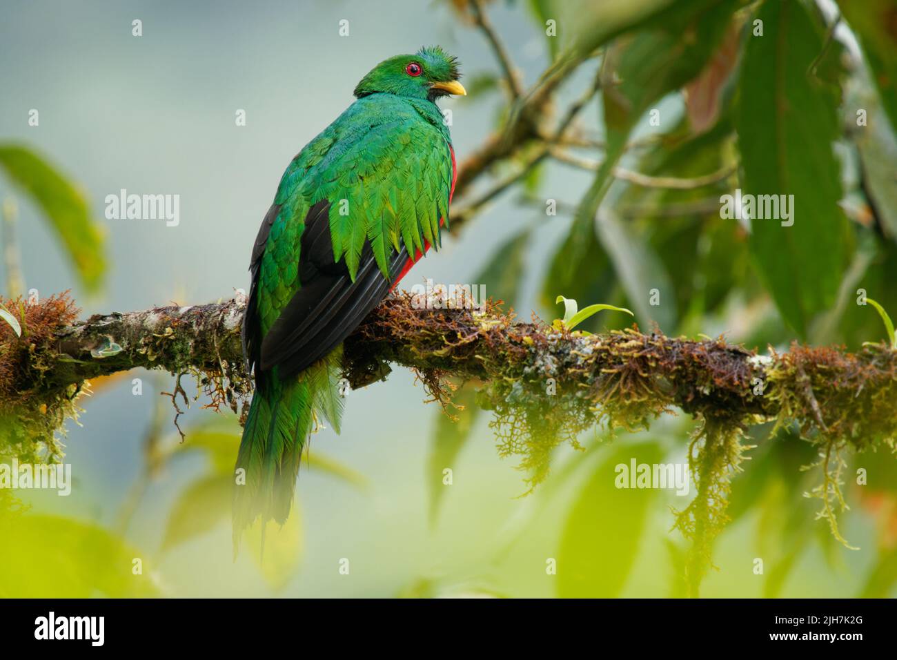 Crested quetzal pharomachrus antisianus hi-res stock photography and ...