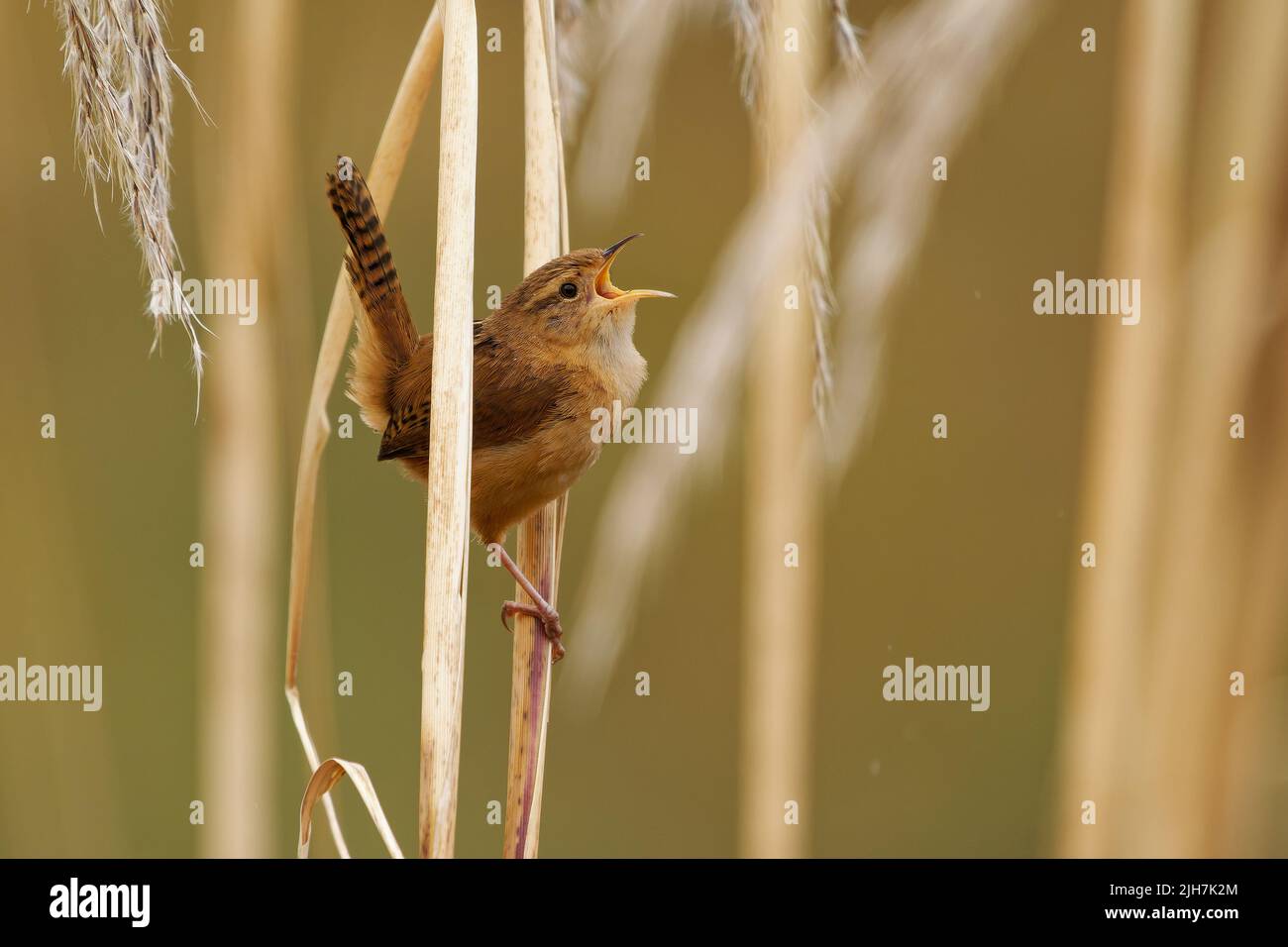 Andes birding in argentina hi-res stock photography and images - Alamy
