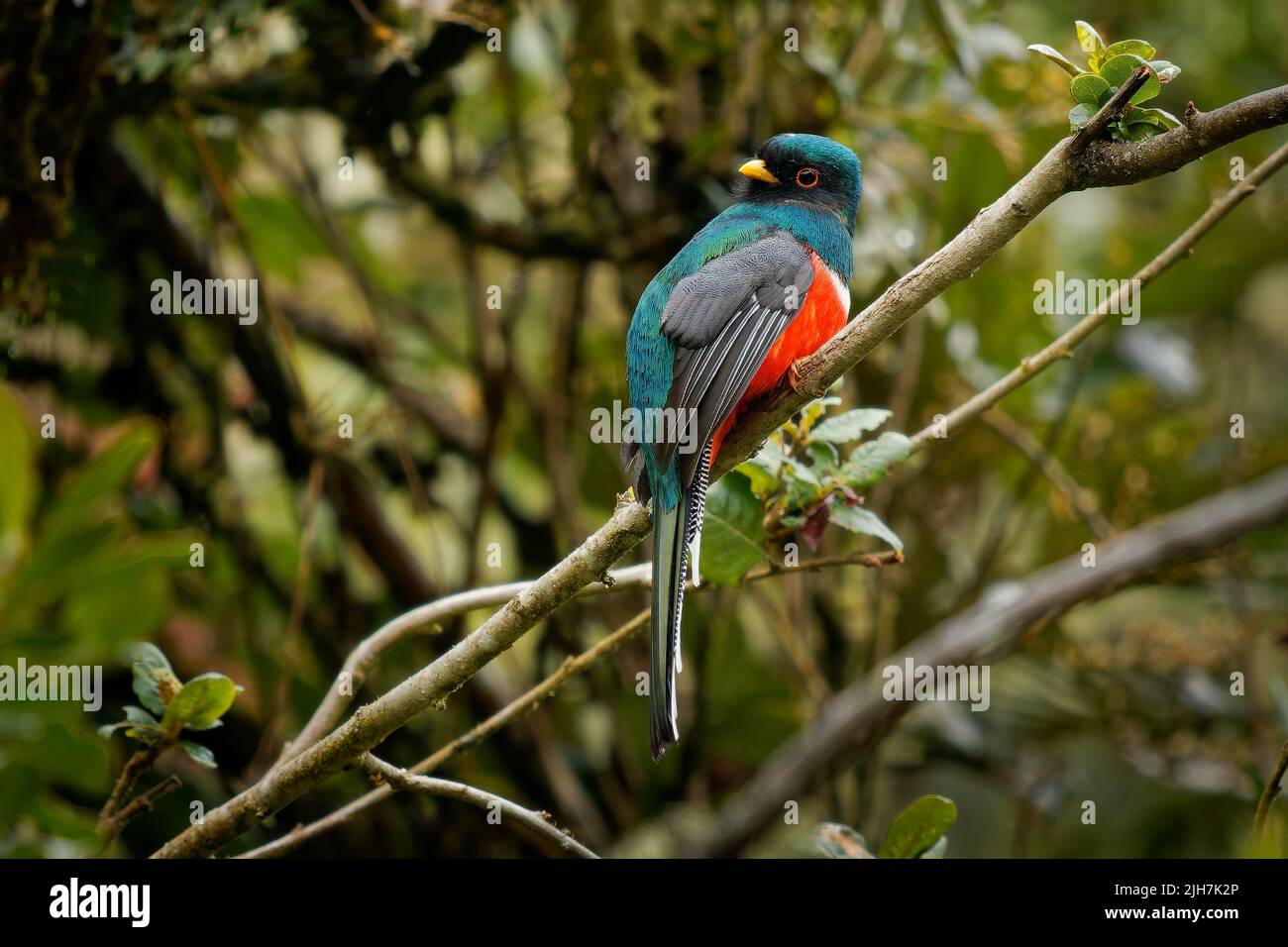Masked Trogon - Trogon personatus green and red bird in Trogonidae ...