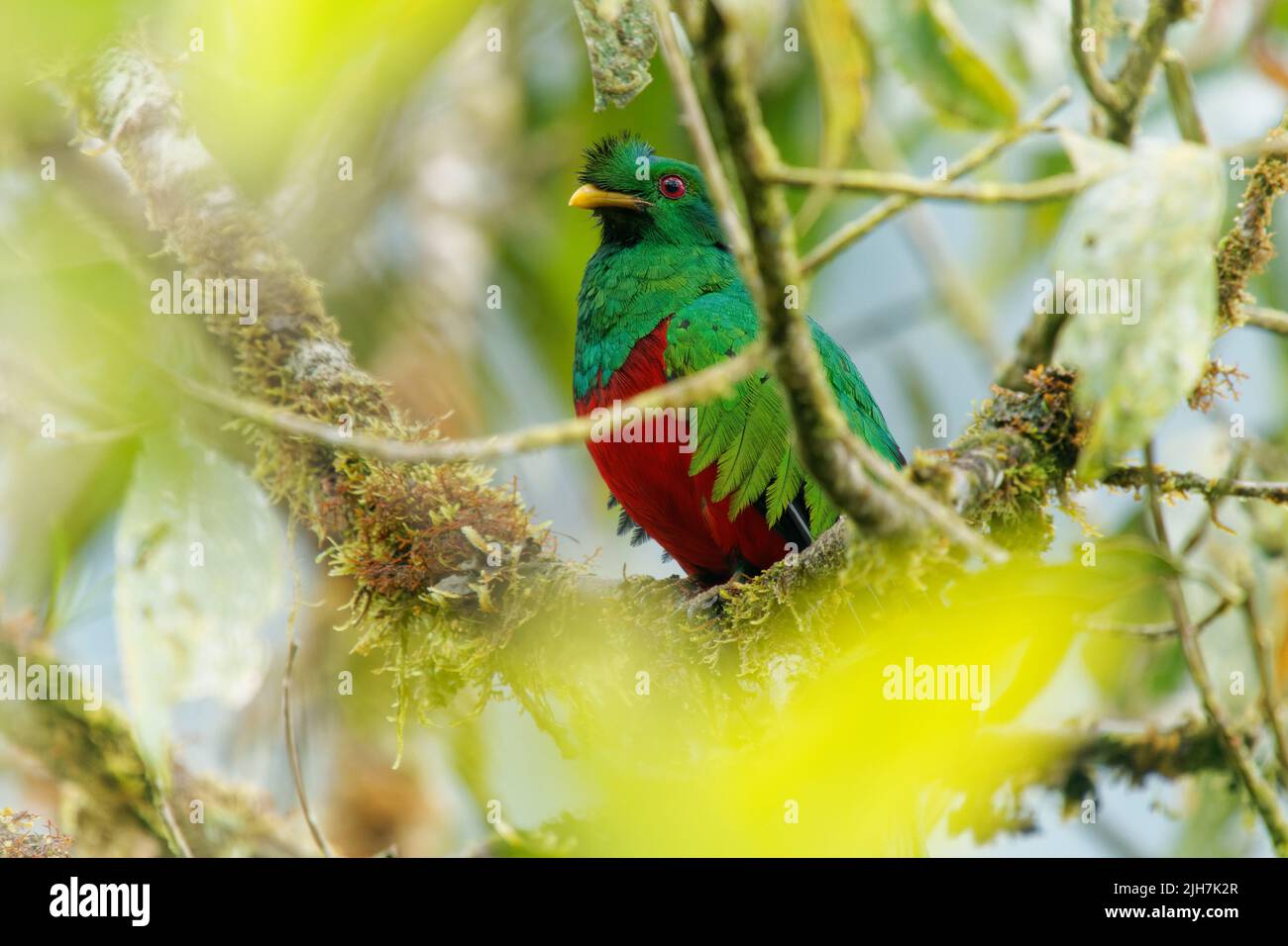 Crested Quetzal - Pharomachrus antisianus green and red bird native to ...