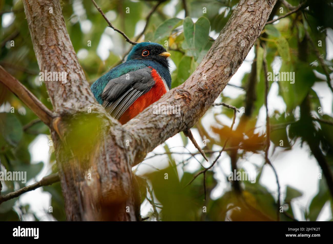 Masked Trogon - Trogon personatus green and red bird in Trogonidae ...