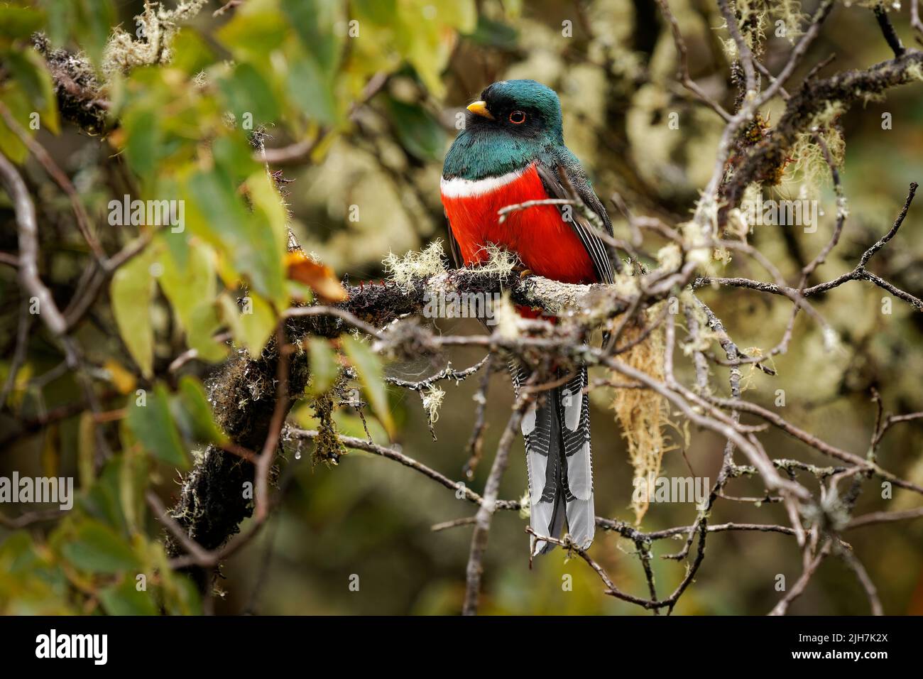Masked Trogon - Trogon personatus green and red bird in Trogonidae ...