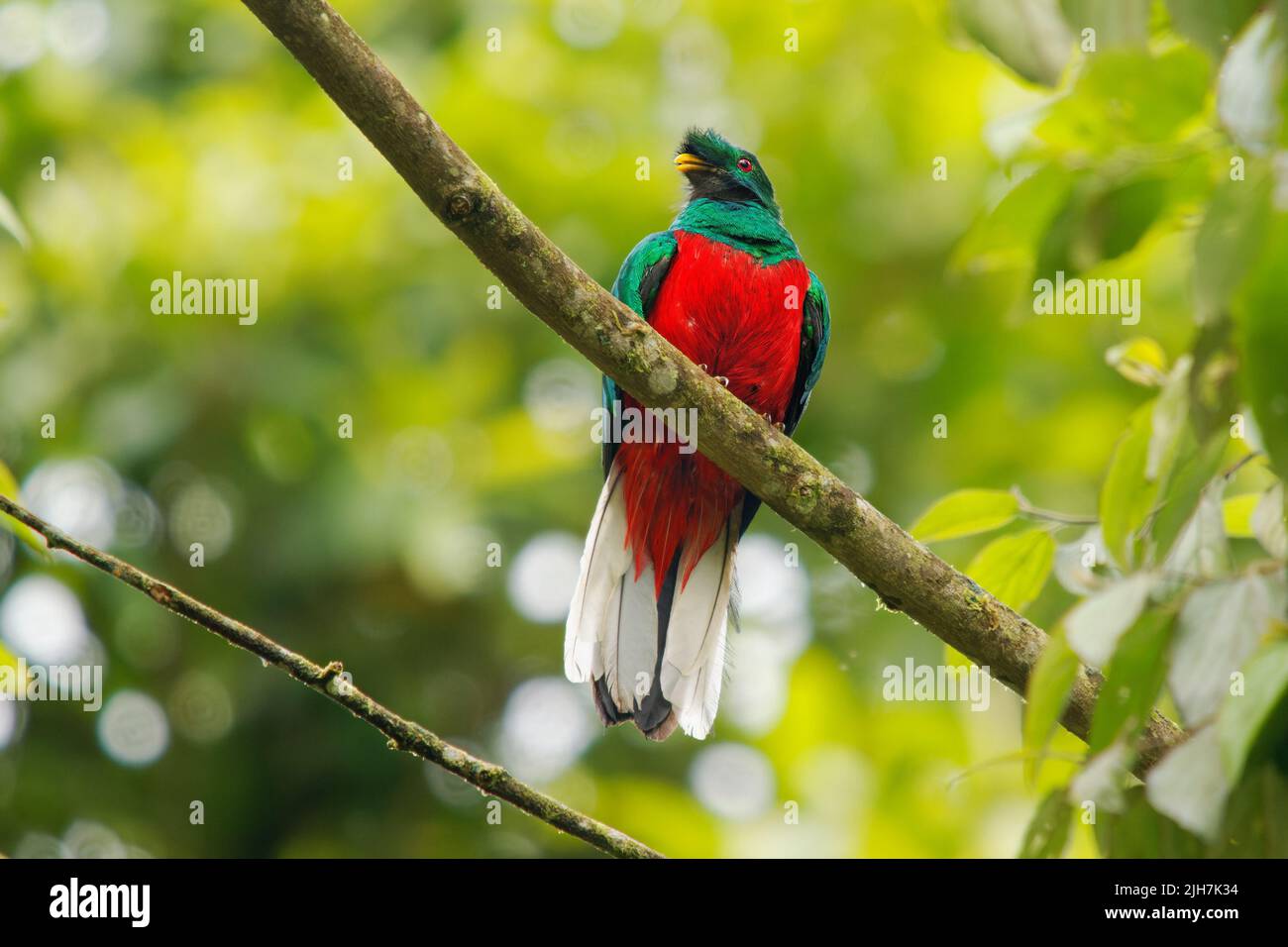 Native to colombia ecuador and peru hi-res stock photography and images ...