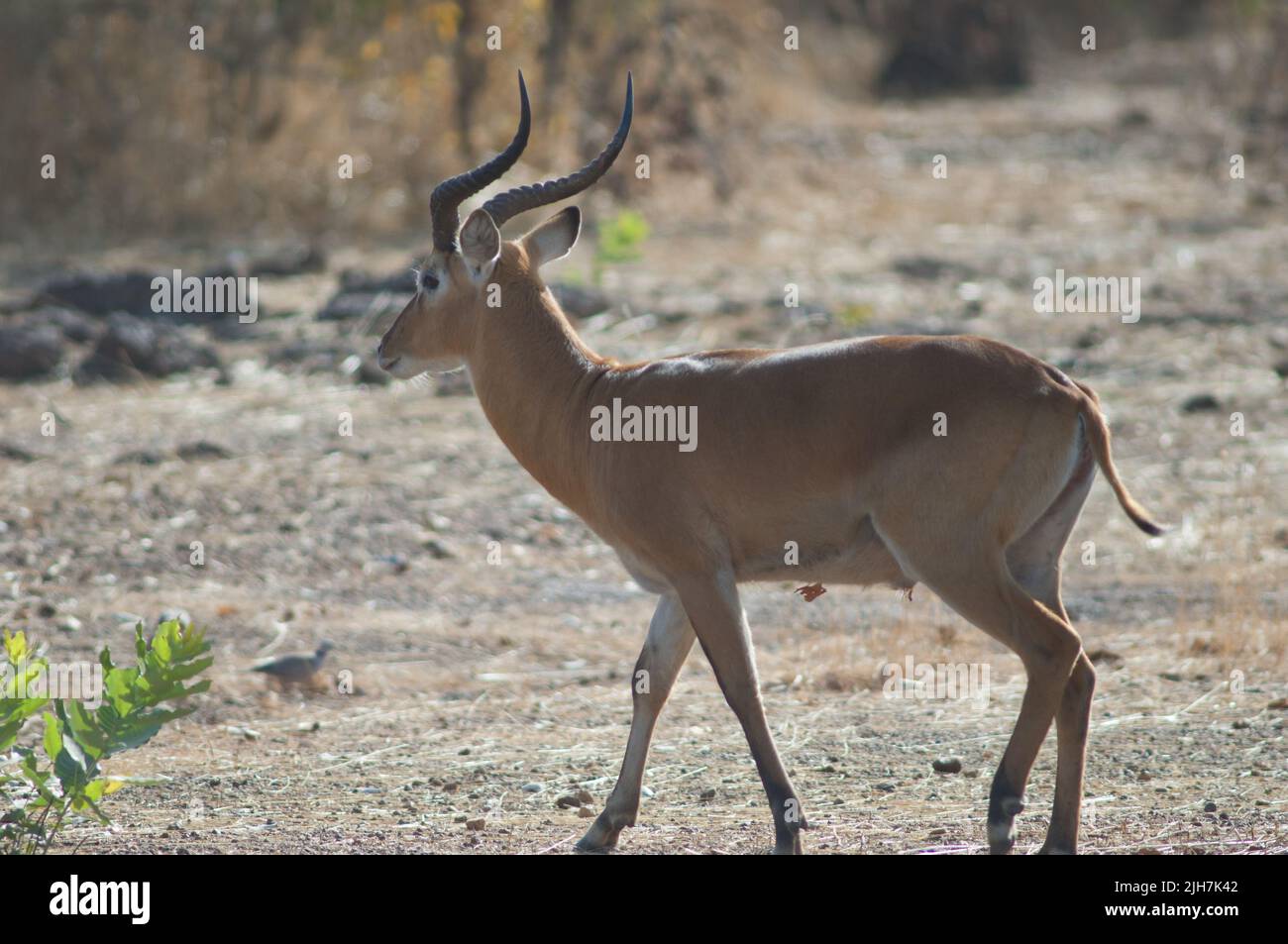 Male Buffon's kob Kobus kob kob. Niokolo Koba National Park. Tambacounda. Senegal Stock Photo ...