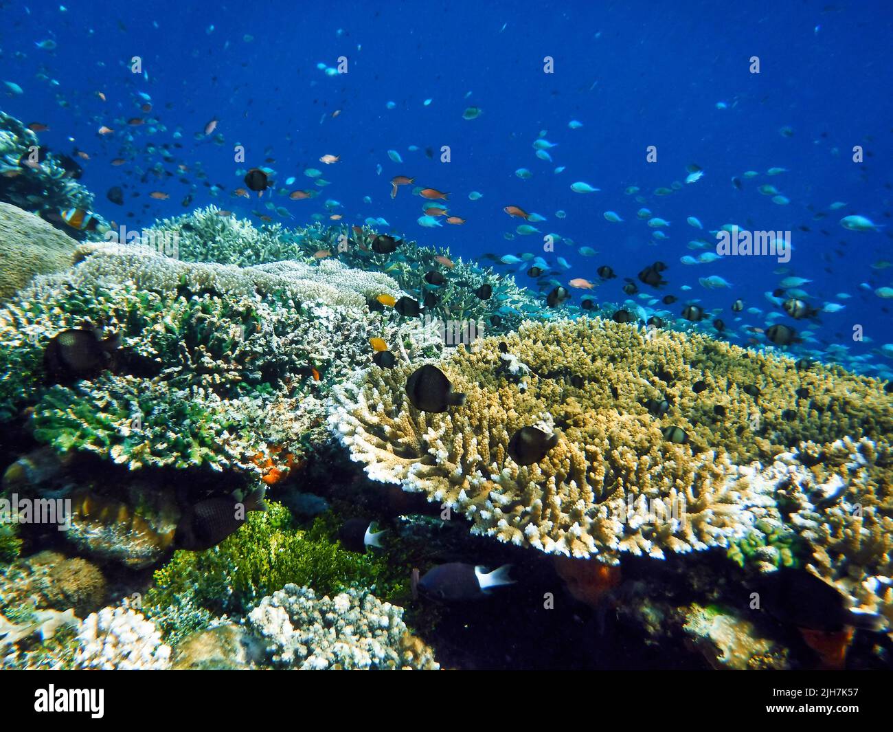 Indonesia Alor Island - Colorful coral reef with fish Stock Photo - Alamy