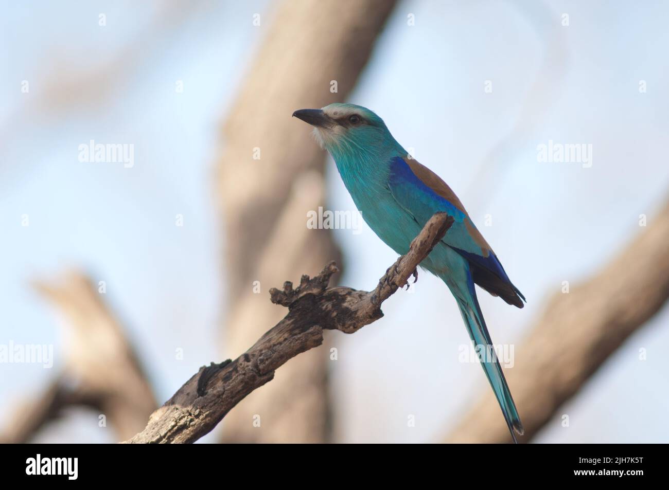 Abyssinian roller Coracias abyssinicus on a branch. Niokolo Koba ...