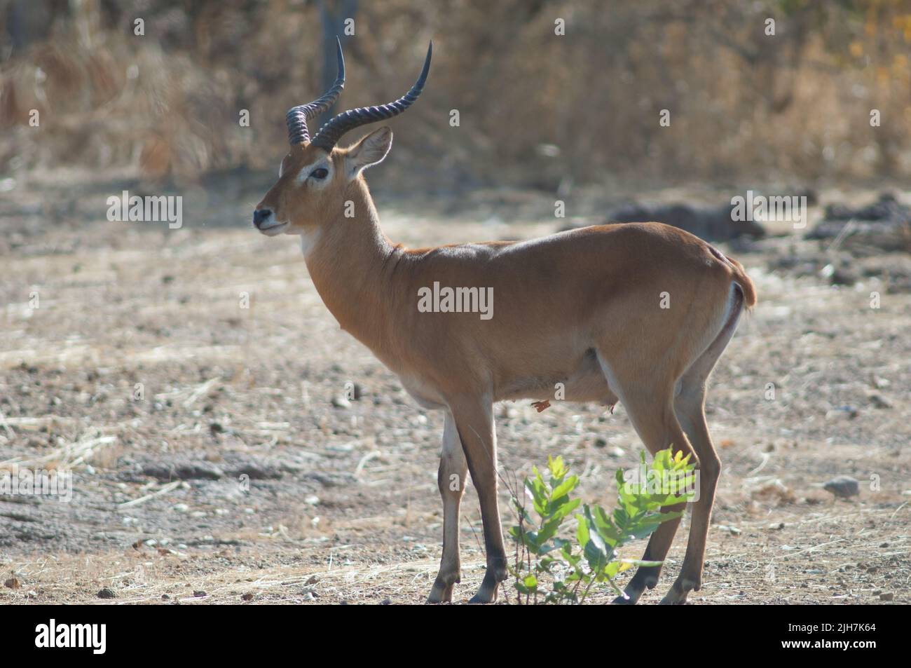 Male Buffon's kob Kobus kob kob. Niokolo Koba National Park ... Male Buffon's kob Kobus kob kob. Niokolo Koba National Park ...