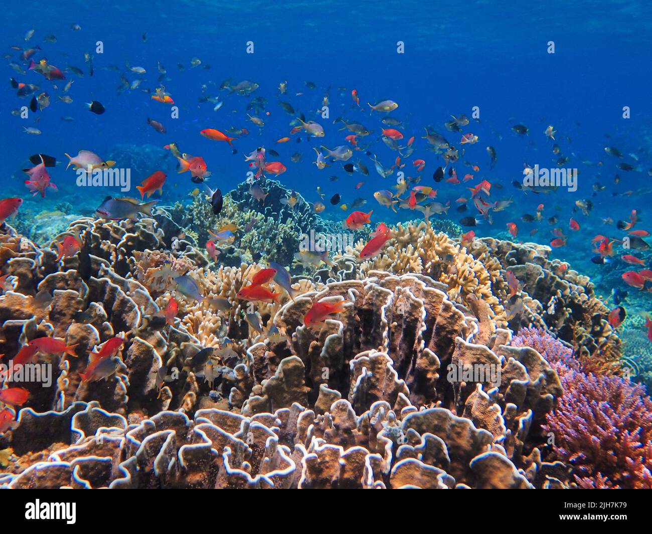 Indonesia Alor Island - Colorful coral reef with fish Stock Photo - Alamy